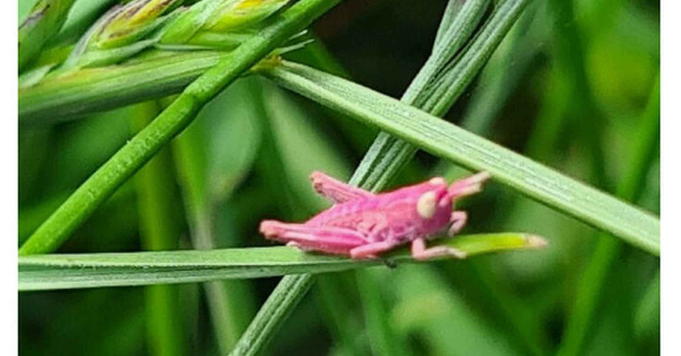 ¡Cuánta razón! / Cosas bastante interesantes halladas en la naturaleza ...