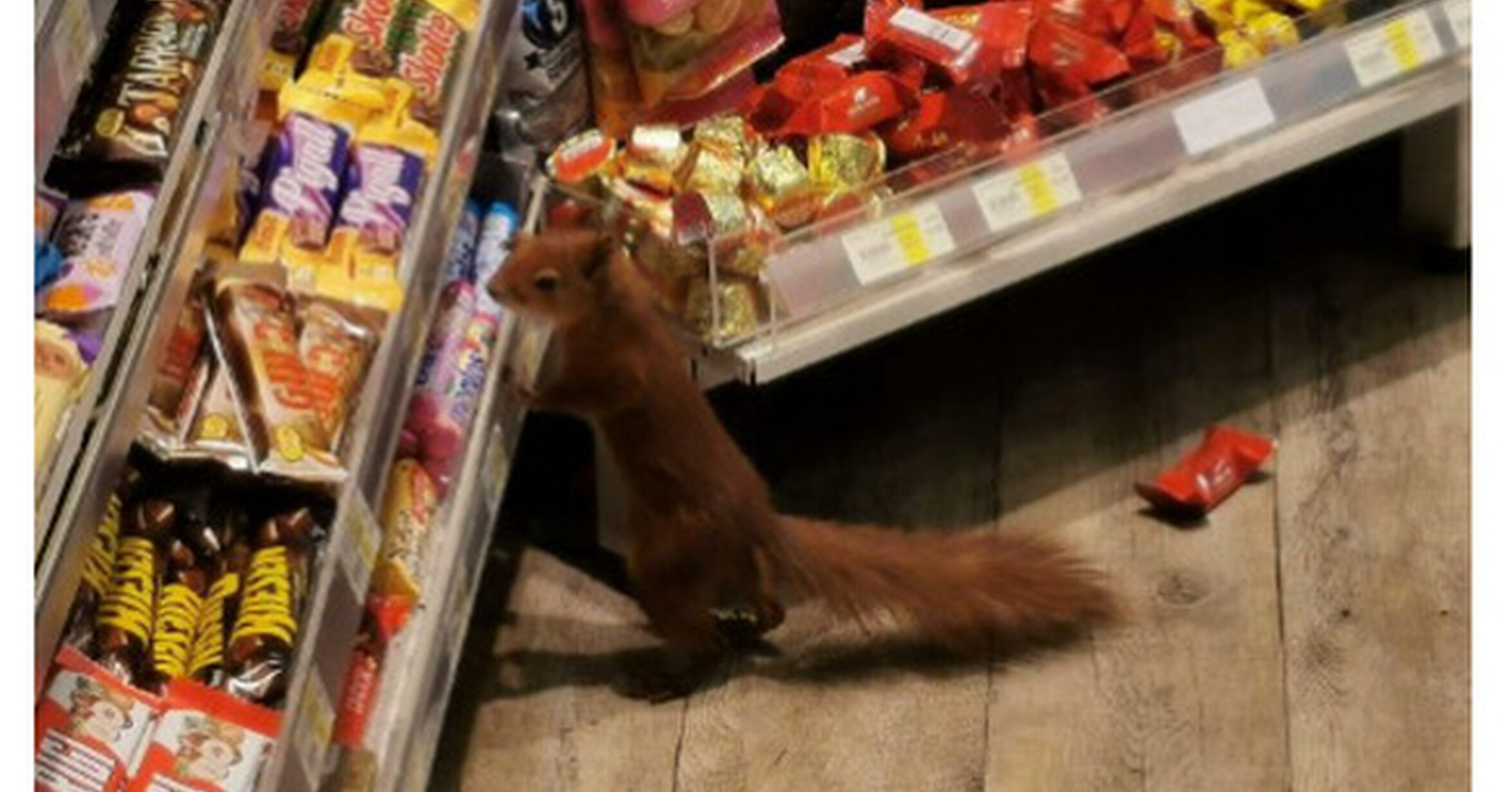 ¡Cuánta razón! / Fotos de ardillas adorables entregadas a sus quehaceres