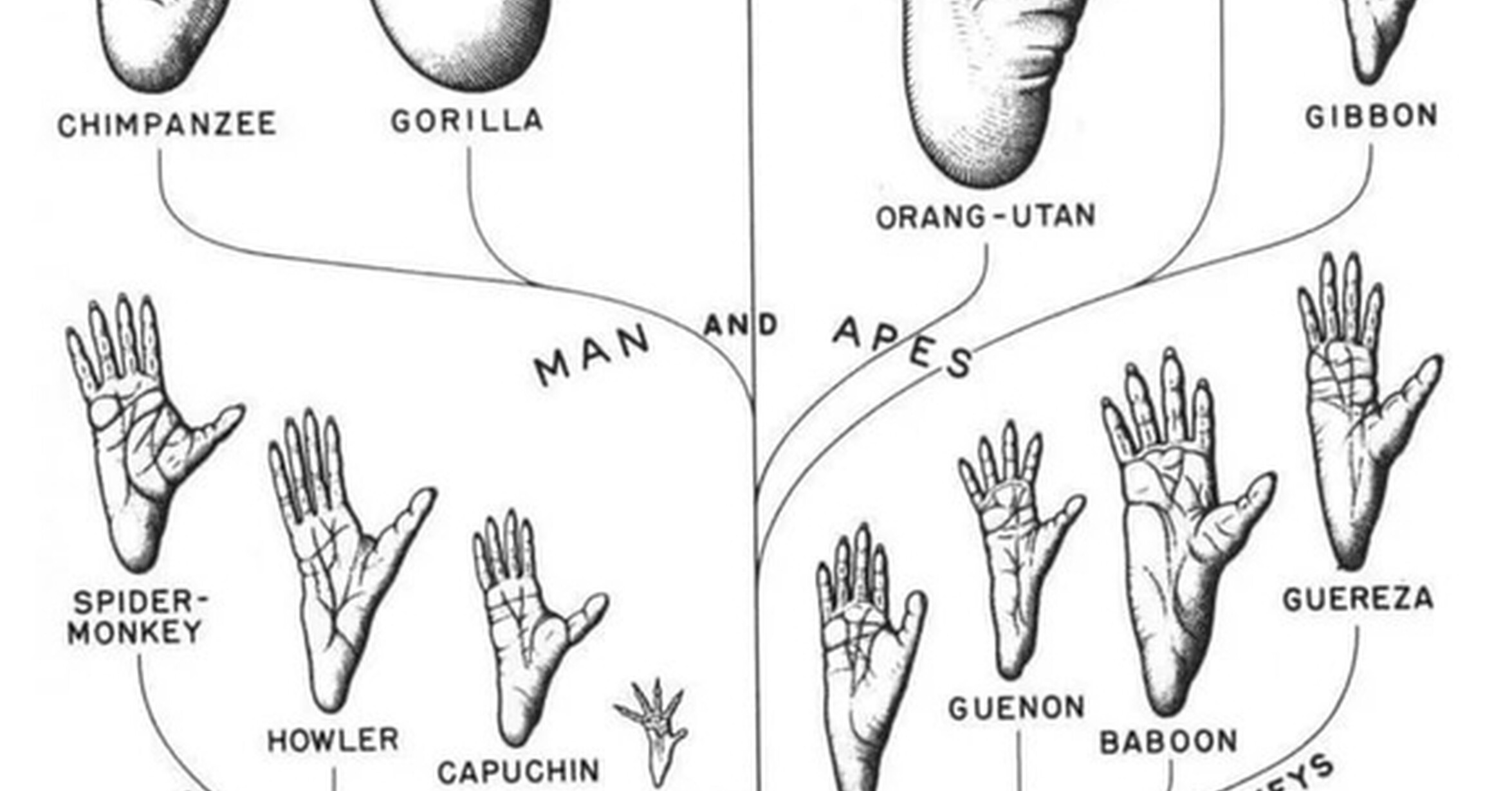 ¡Cuánta razón! / Evolución de los pies