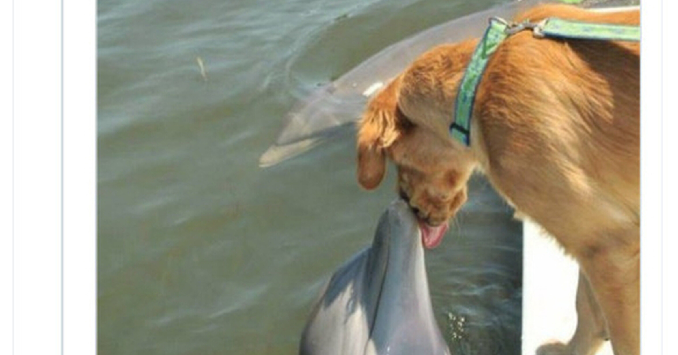 ¡Cuánta razón! / Perritos en situaciones random para alegrarte el día