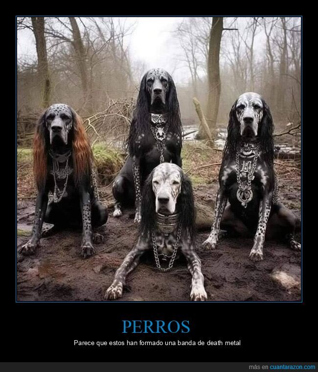 ¡Cuánta razón! / Perros metaleros