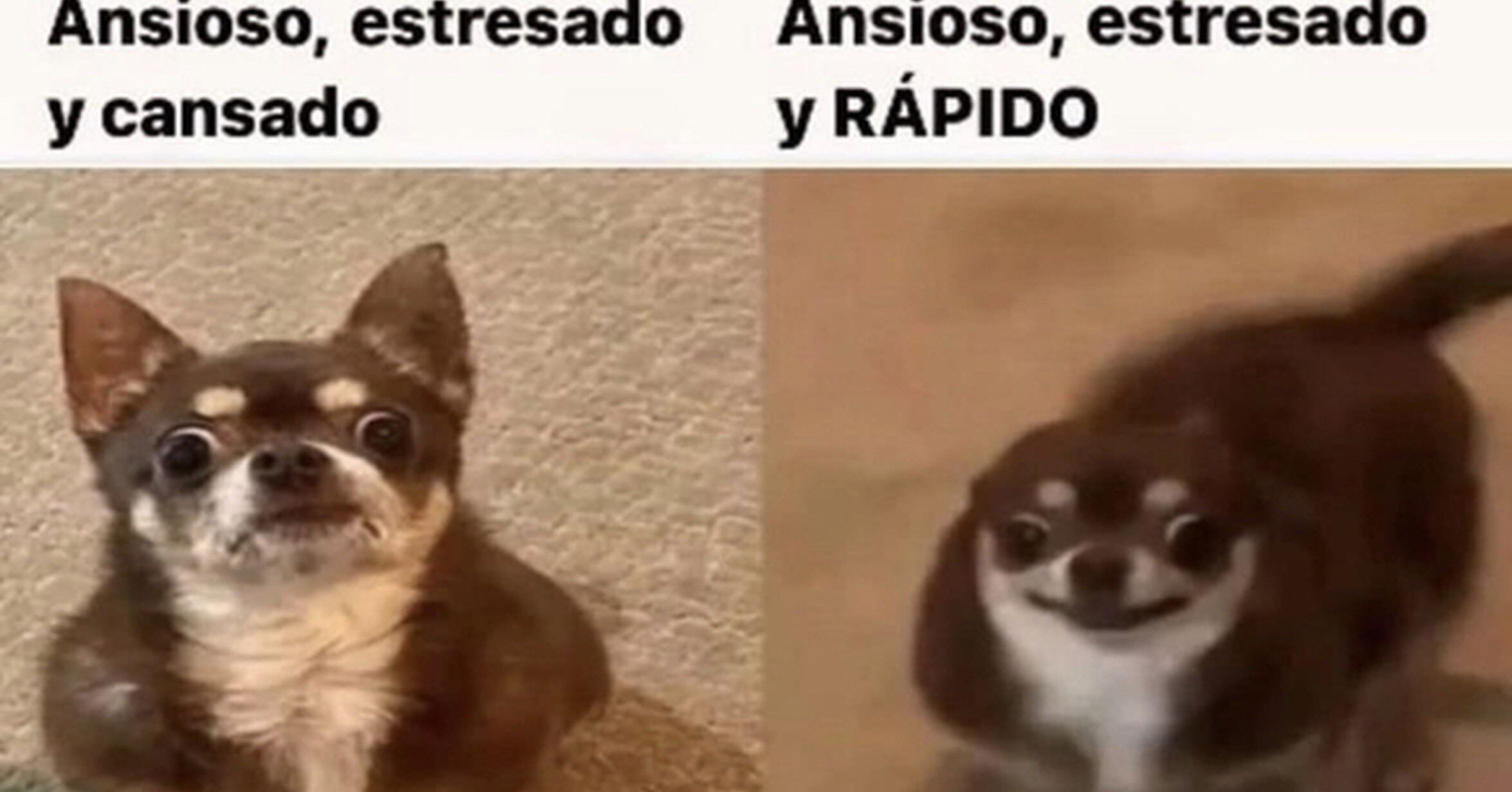 ¡Cuánta razón! / Sin café y con café