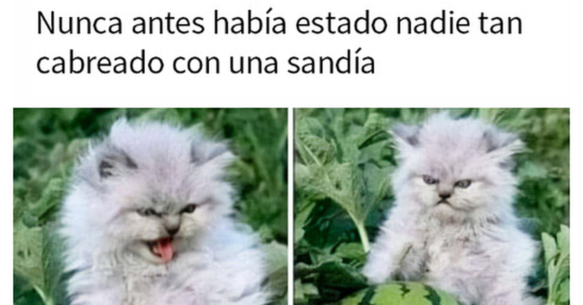 ¡Cuánta razón! / Divertidos memes de gatos para alegrarte el día