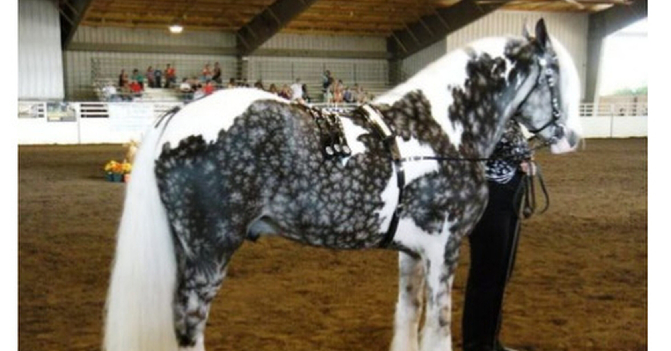 ¡Cuánta razón! / Caballos con los colores más increíbles y bellos que ...