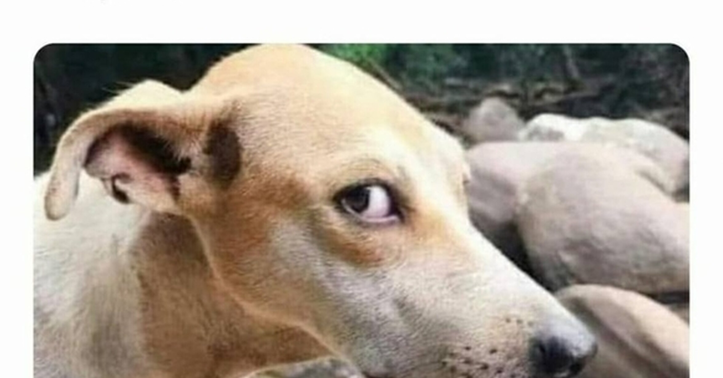 ¡Cuánta razón! / Ese perro ha visto mucho