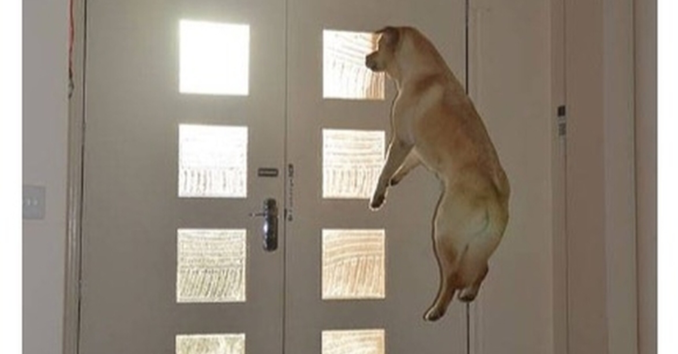 ¡Cuánta razón! / Fotos de perros capturadas en el momento perfecto