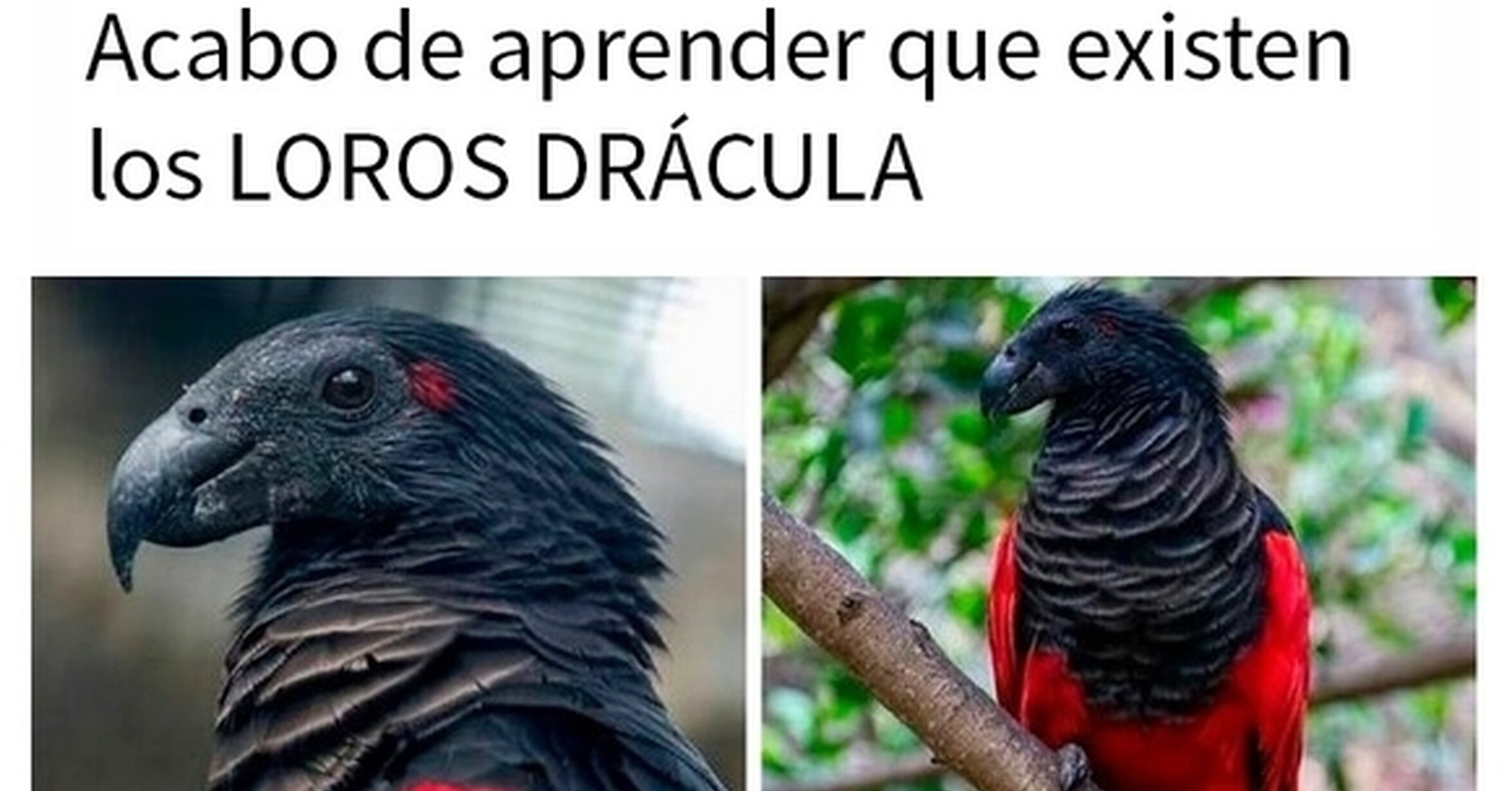 ¡Cuánta razón! / Memes tan espeluznantes como morbosos para amantes del ...