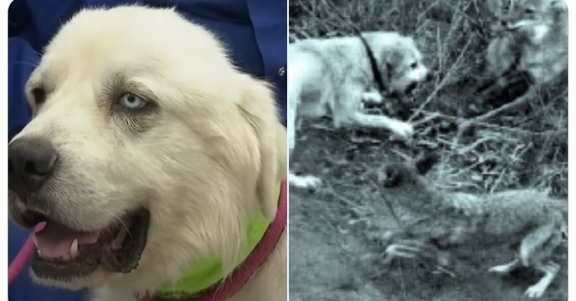 ¡Cuánta razón! / La Historia Completa de Casper, el John Wick Perro