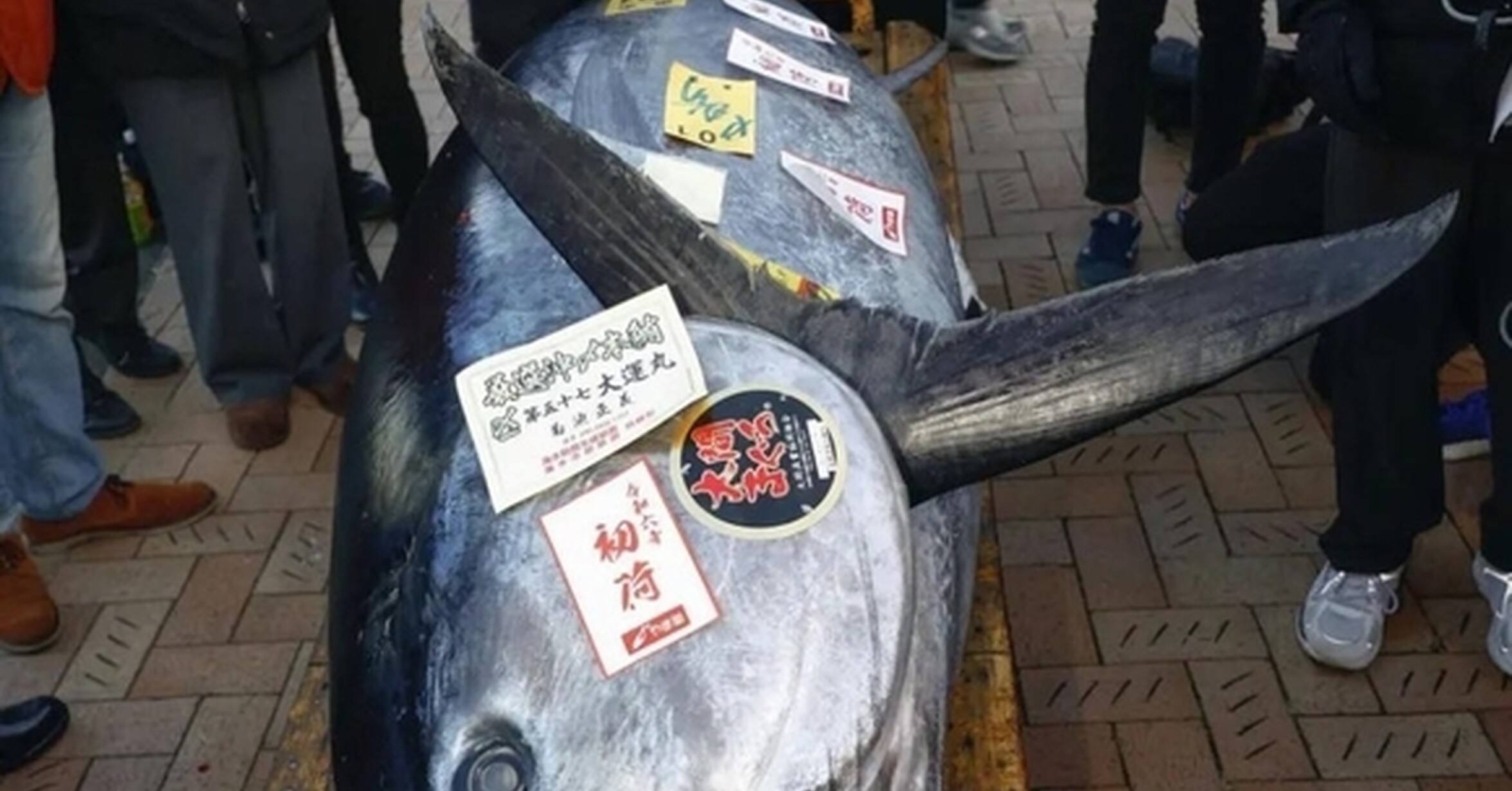 ¡Cuánta razón! / La pesca del día