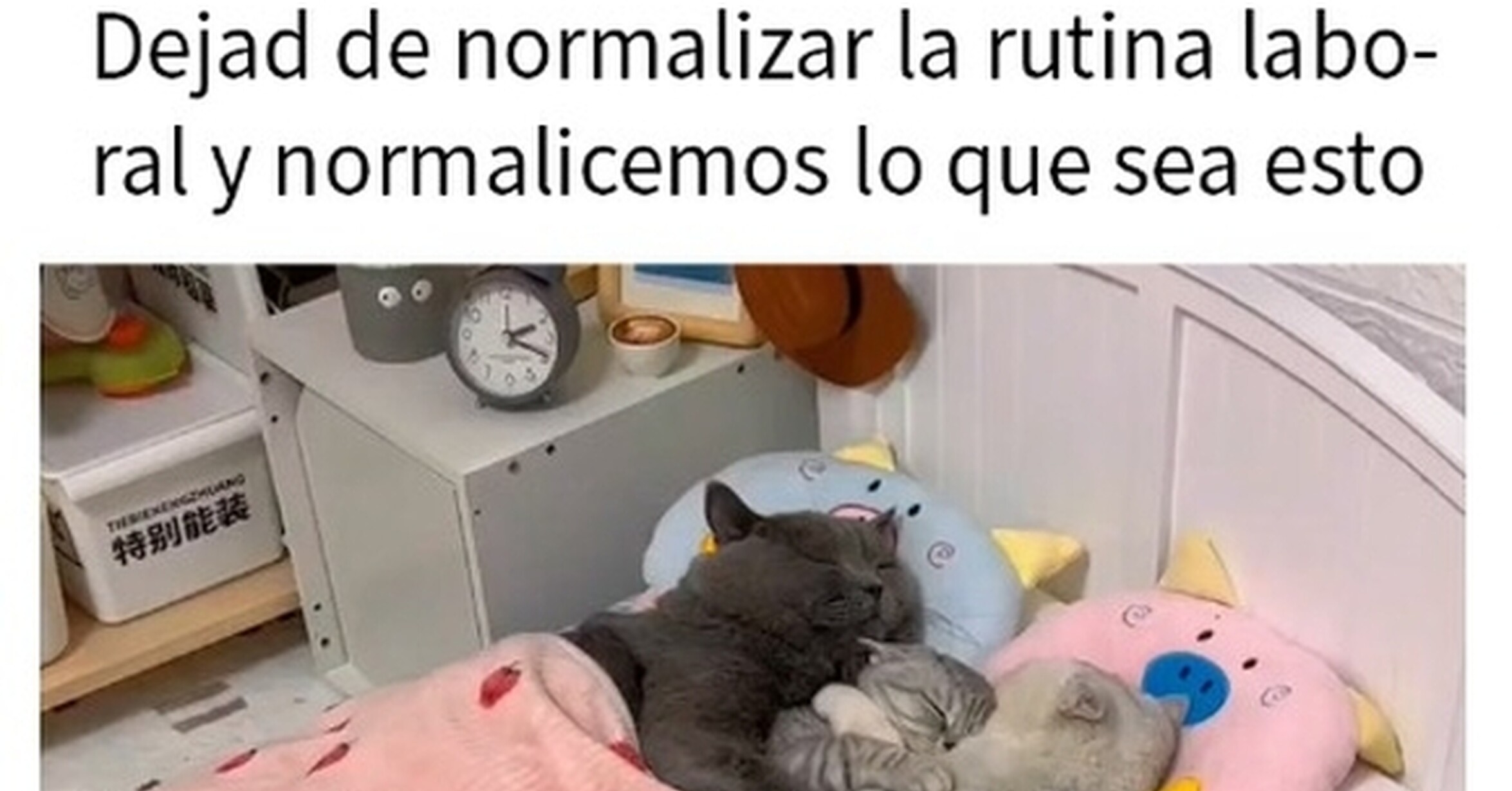 ¡Cuánta razón! / Memes reconfortantes para alegrarte el día