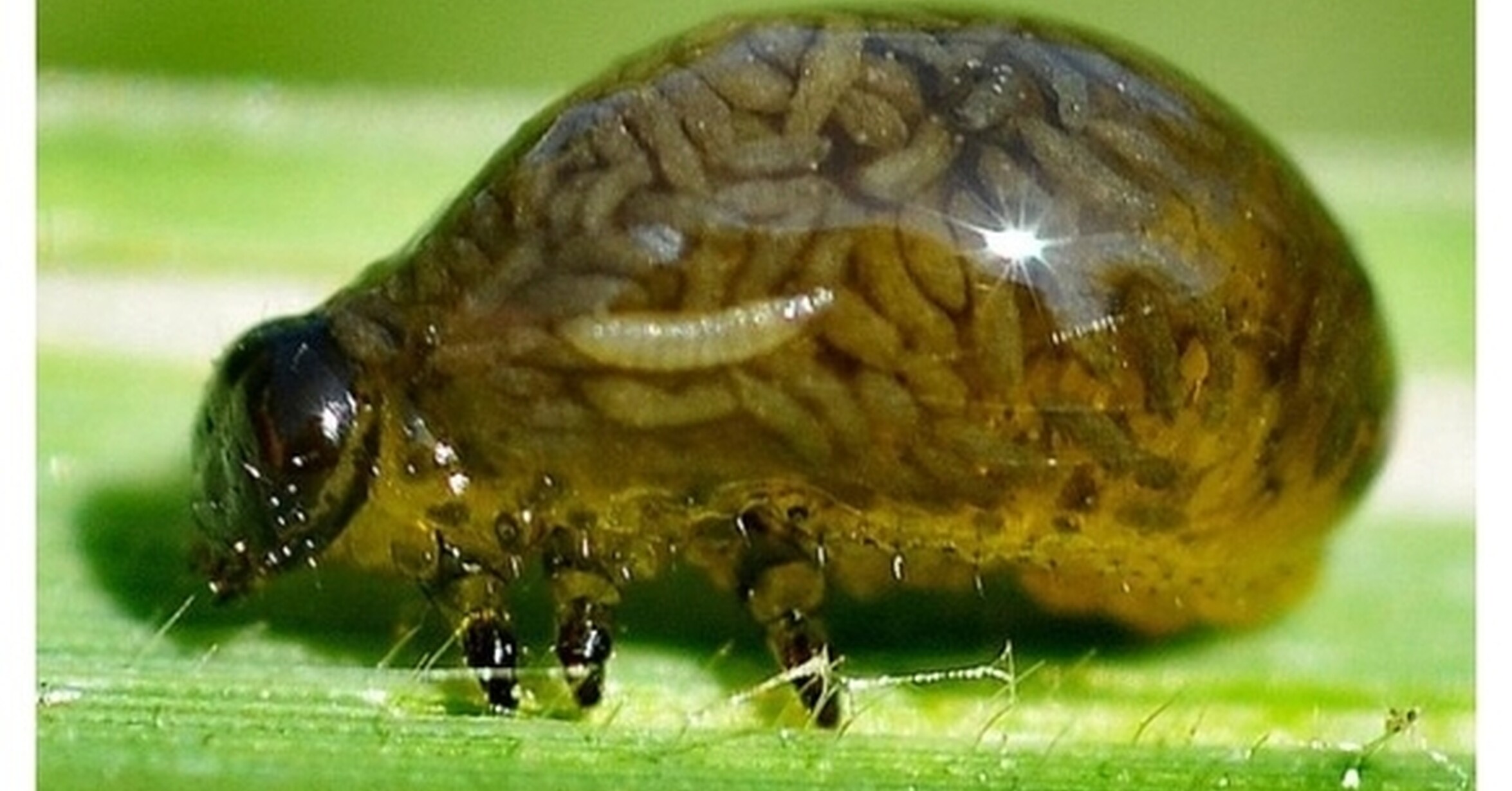 ¡Cuánta razón! / Animales extraños que confirman que los superpoderes ...