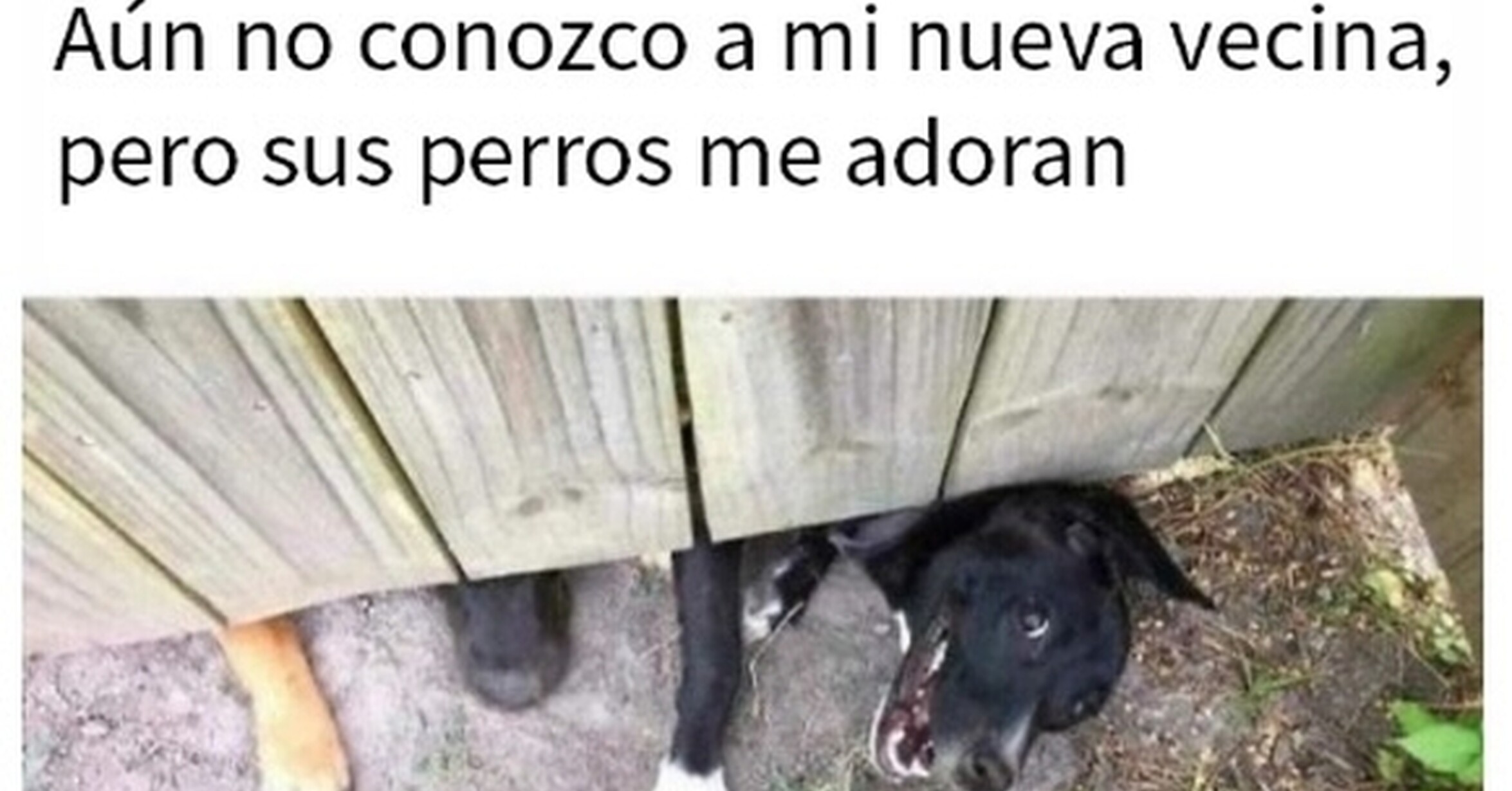 ¡Cuánta razón! / Memes de perros para alegrarte el día