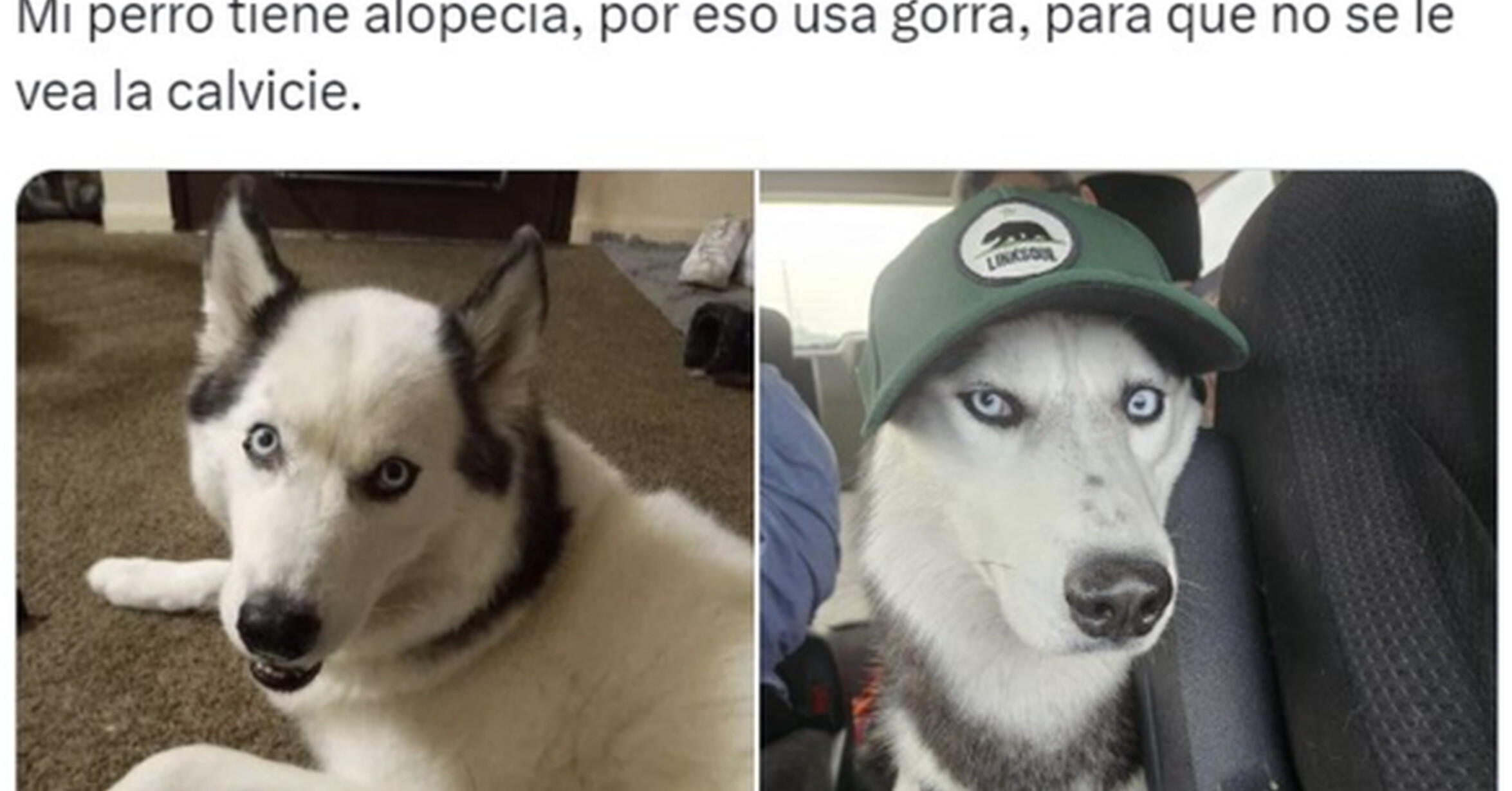 ¡Cuánta razón! / El perro calvo