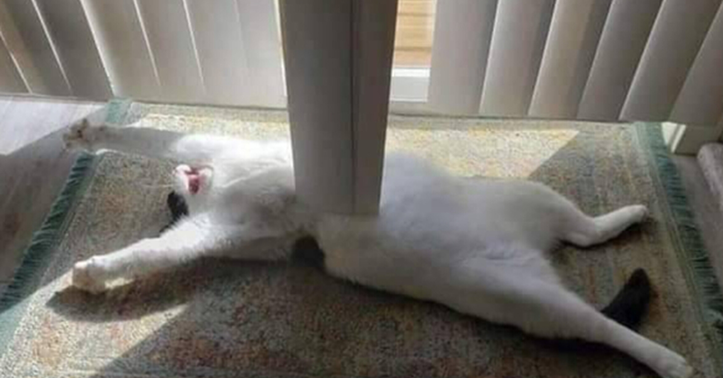 ¡Cuánta razón! / Gato dramático