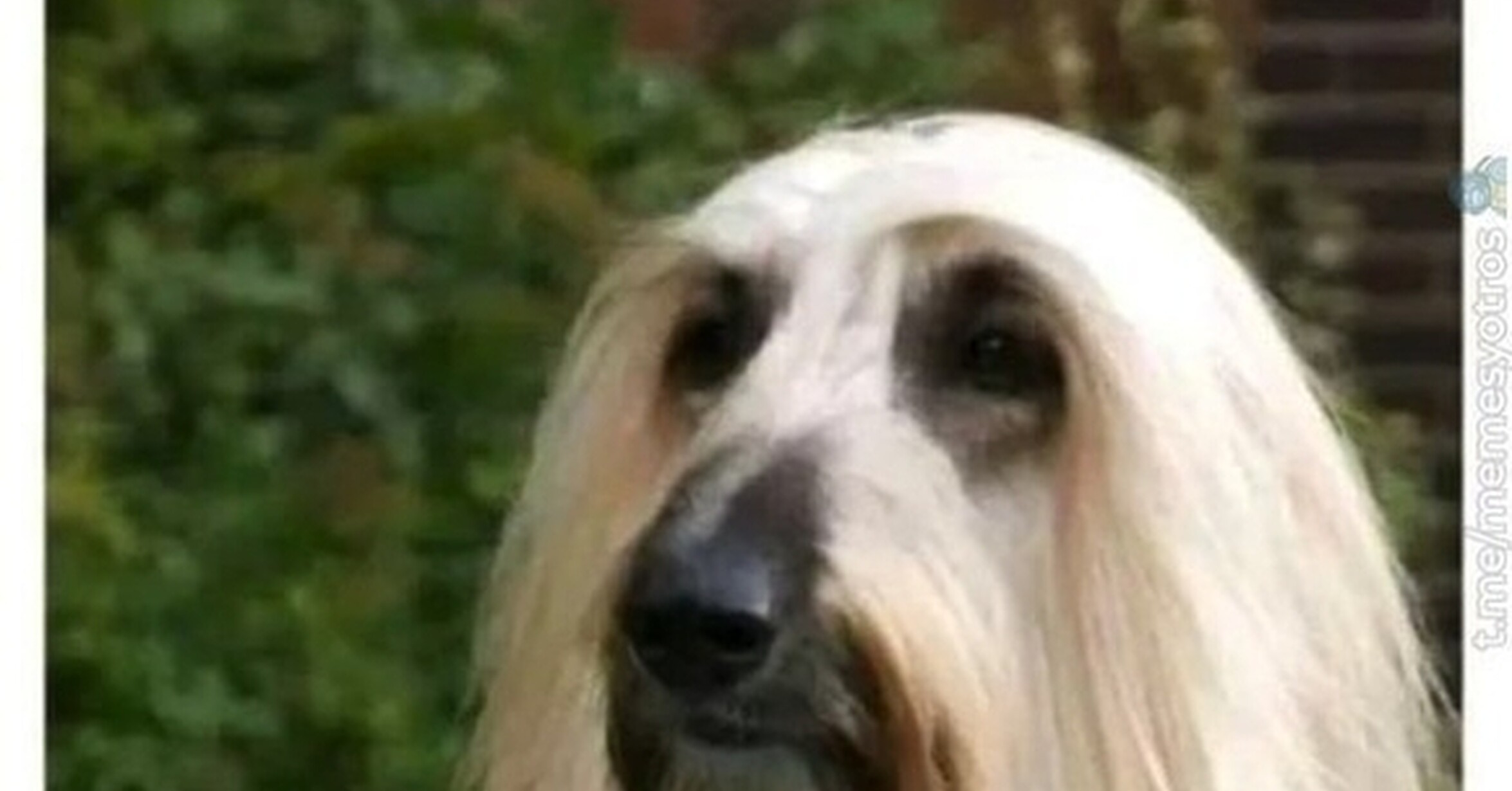 ¡Cuánta razón! / Cuando tu perro es Saruman