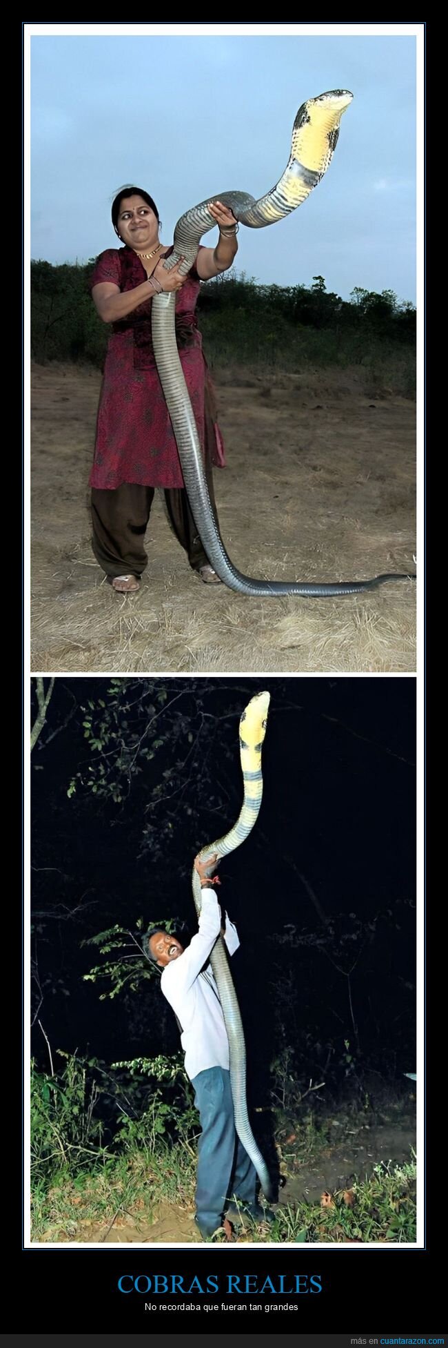 ¡Cuánta razón! / El tamaño de la cobra real