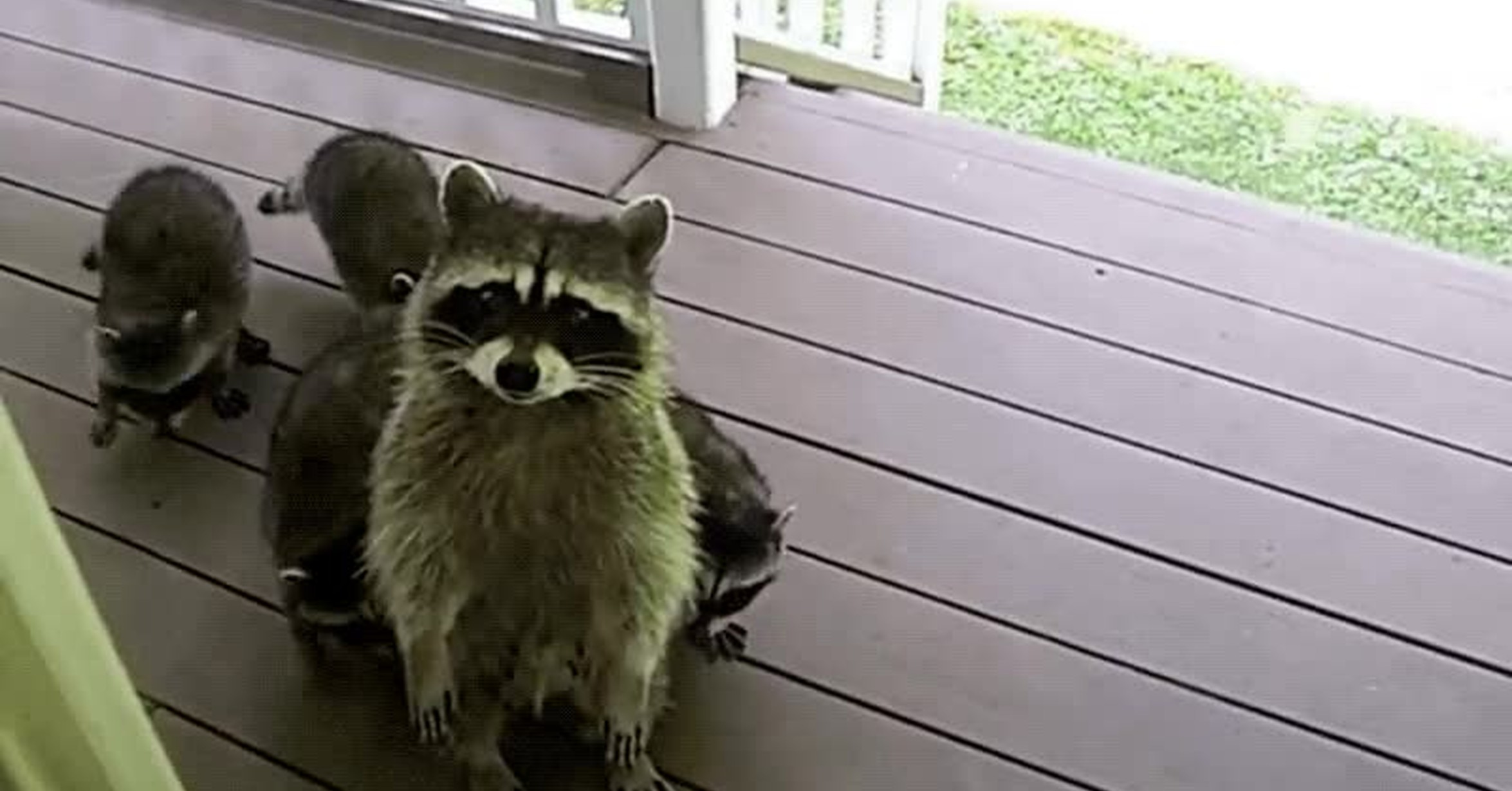 ¡Vaya GIF! / Un mapache y su familia se acercan a casa para saludar