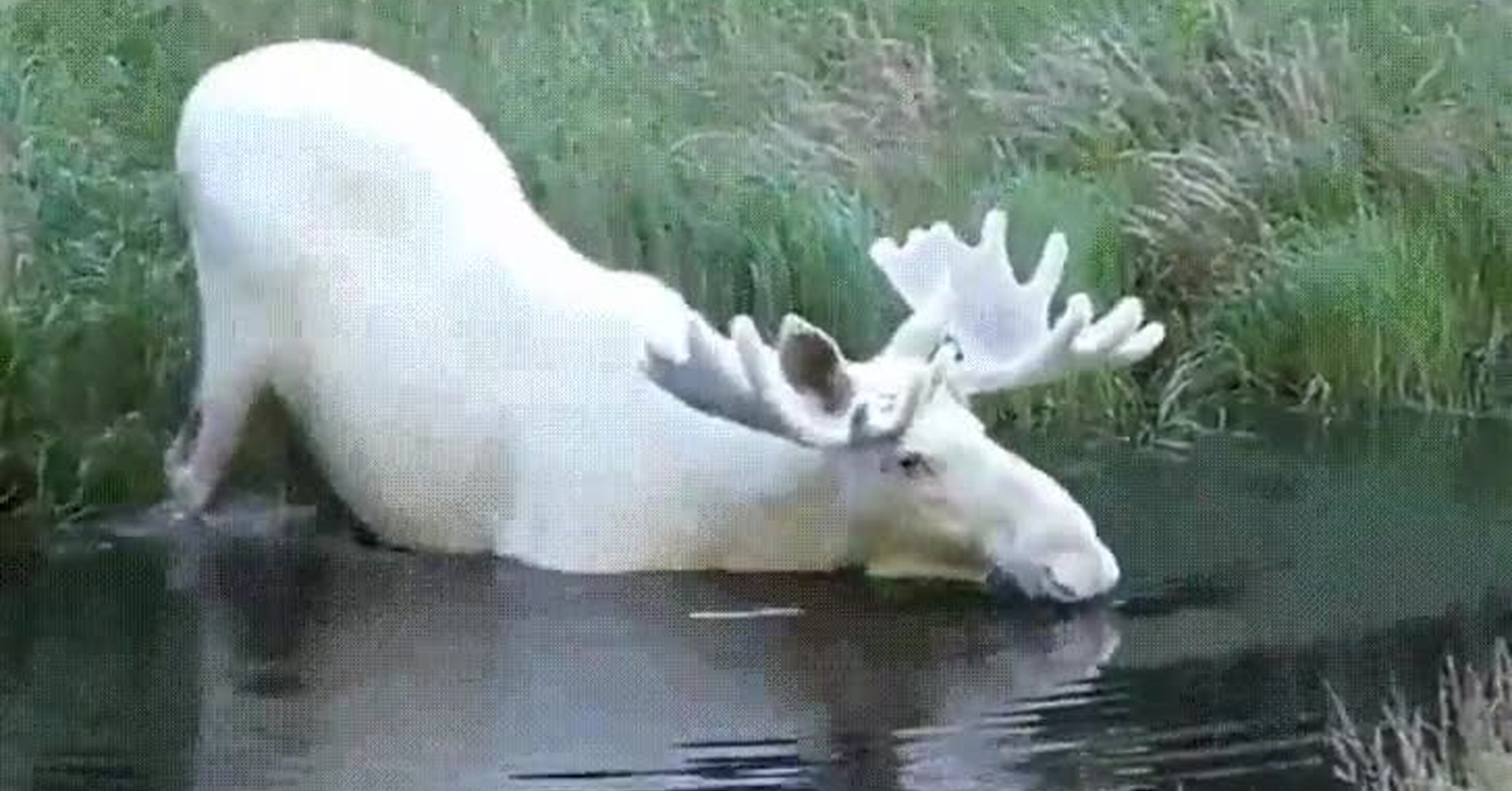 ¡Vaya GIF! / El extraño avistamiento de un alce blanco en Suecia