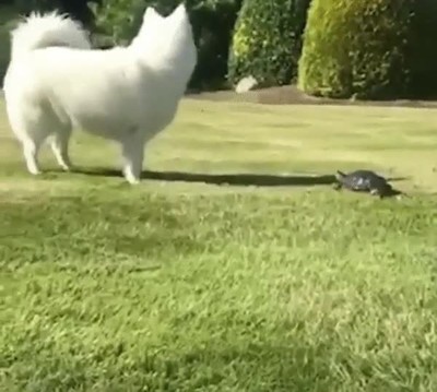 ¡Vaya GIF! / Downatello