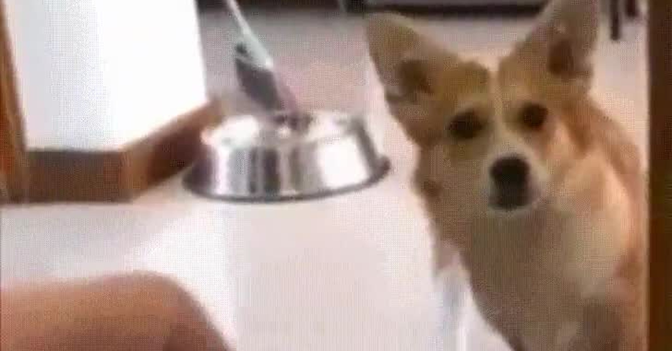 ¡Vaya GIF! / Perros reaccionando a un truco de magia con fuego