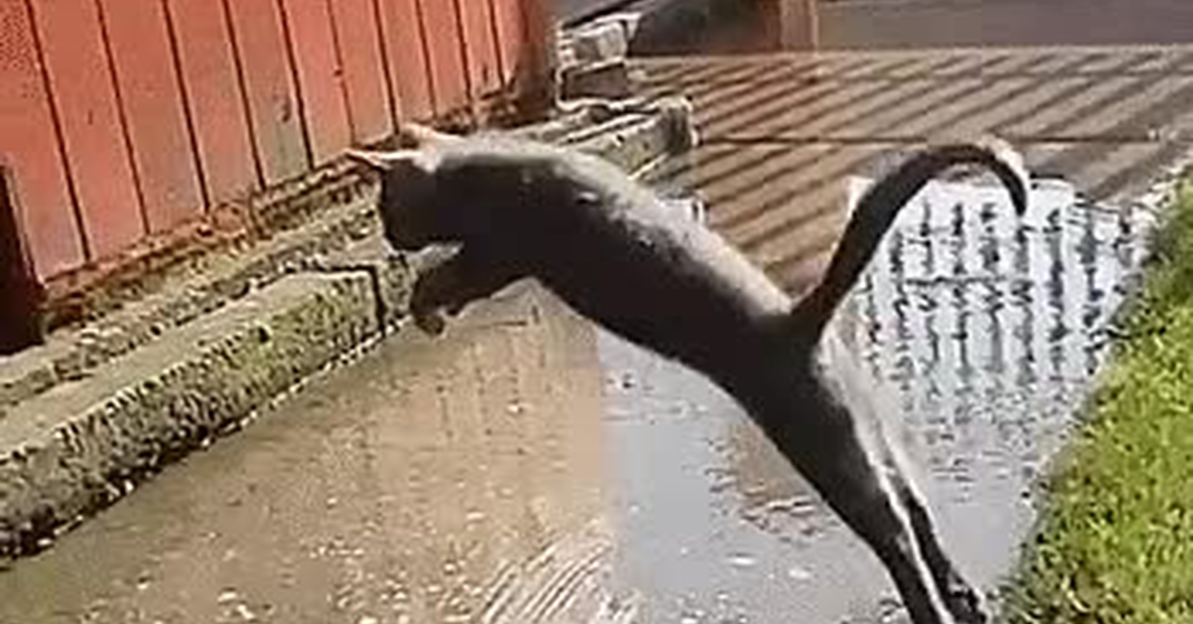 ¡Vaya GIF! / Ojalá ser tan ágil para esquivar los charcos