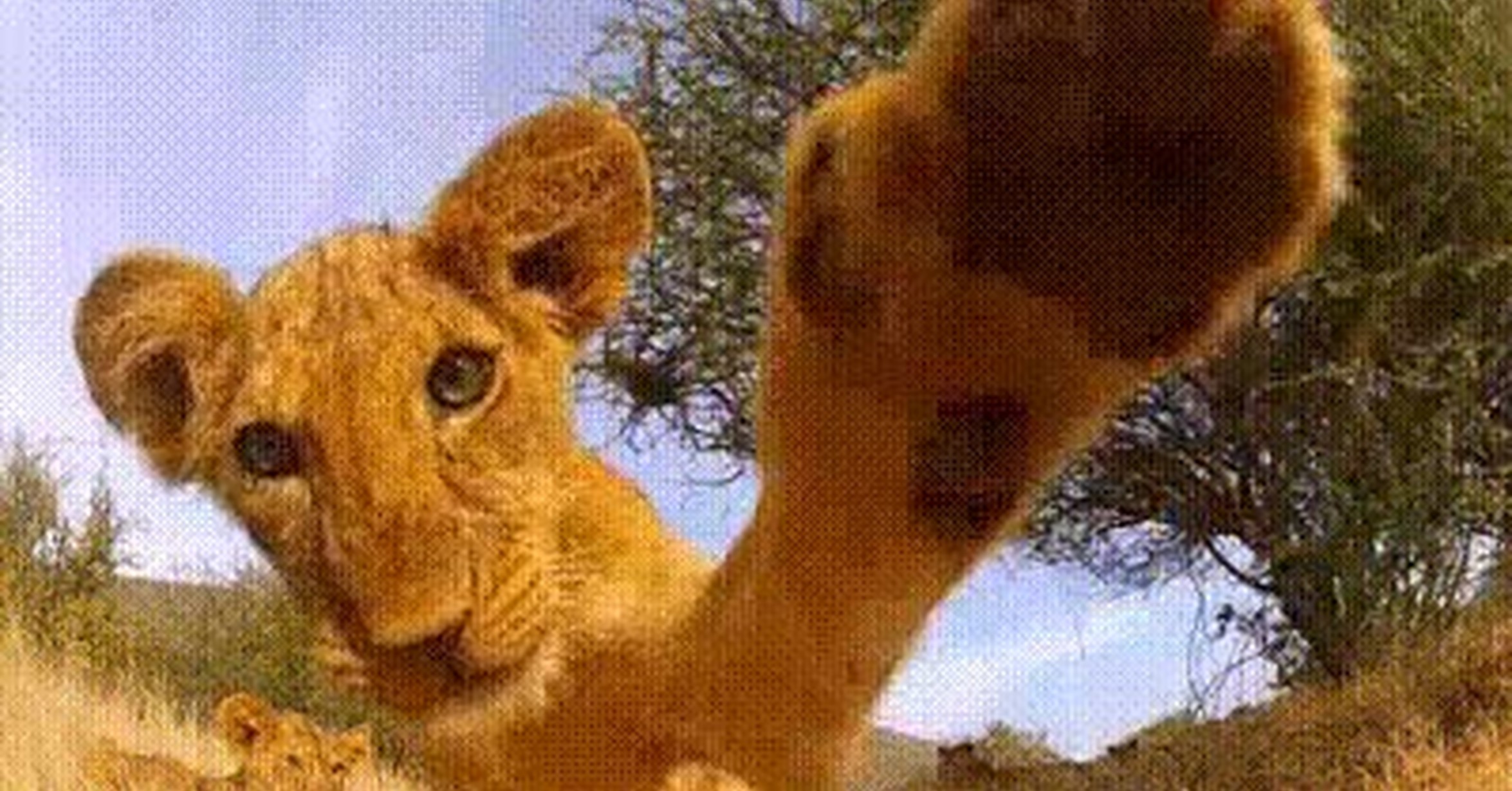 ¡Vaya GIF! / La reacción de un cachorro de león encontrando una cámara