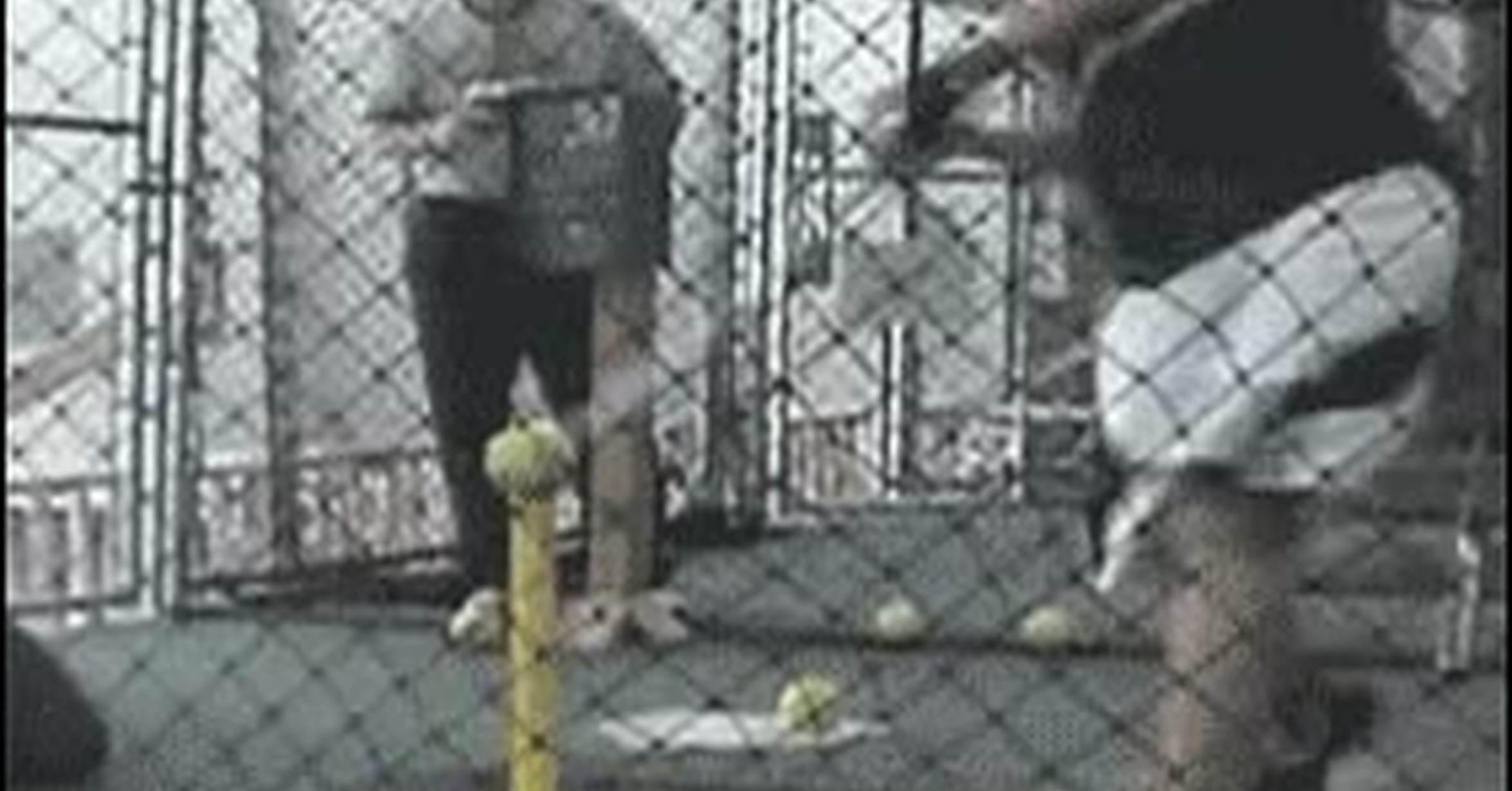 ¡Vaya GIF! / ¿Qué probabilidades había de que pasara?