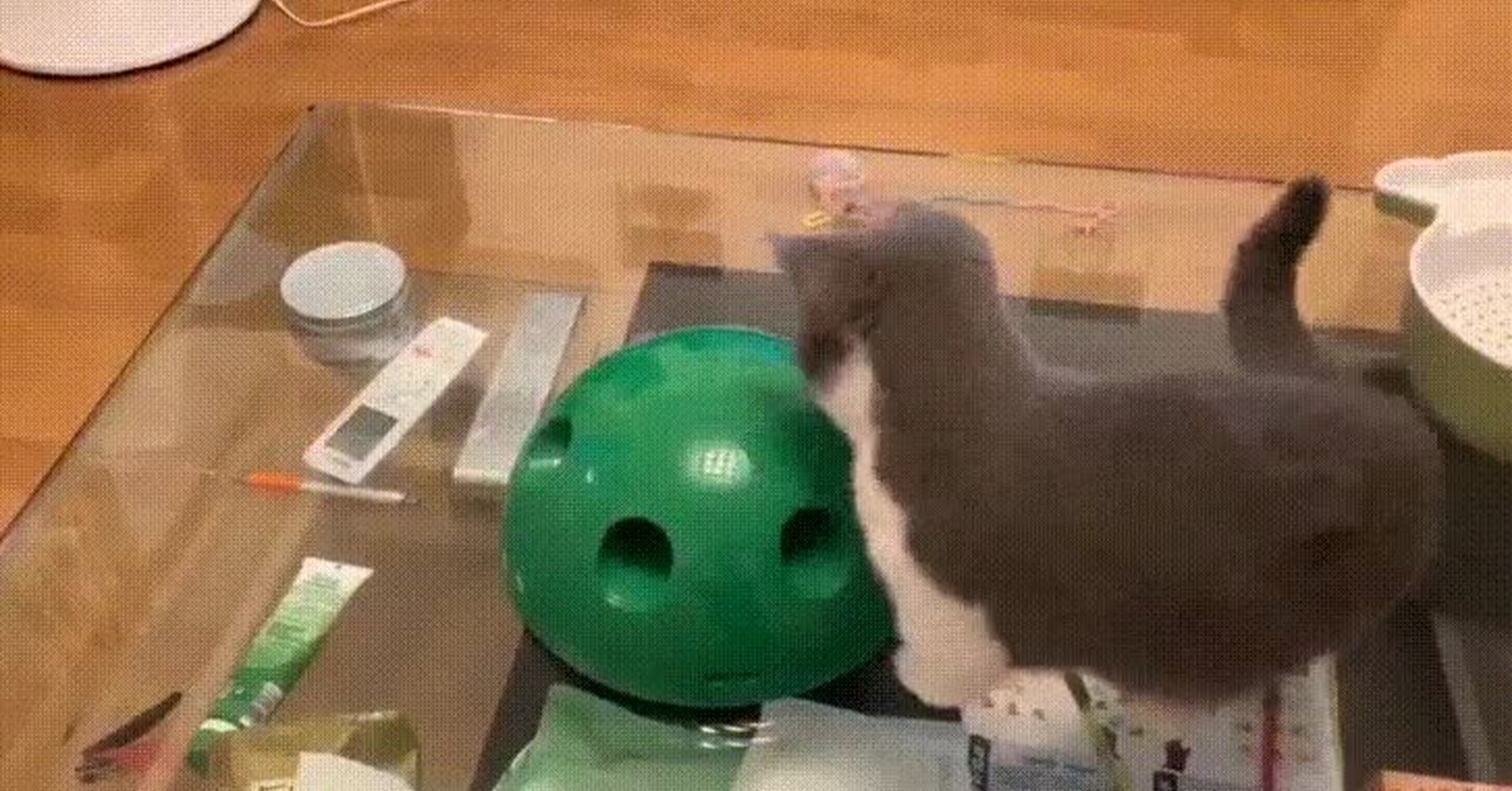 ¡Vaya GIF! / Con uno de estos tu gato estará distraído durante meses