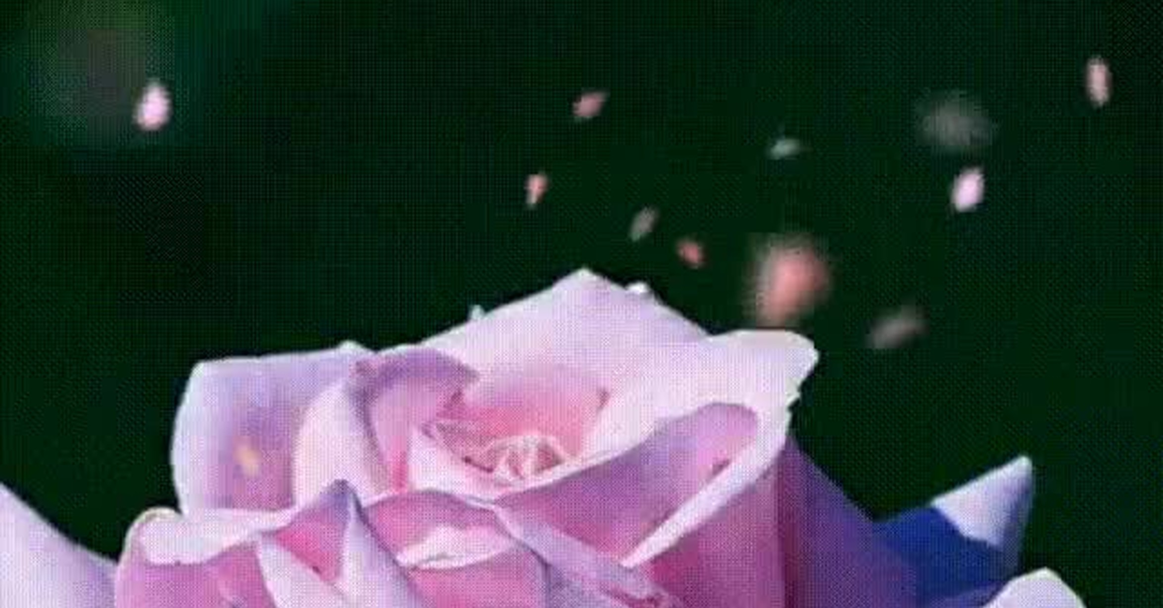 ¡Vaya GIF! / Por alguna razón me relaja ver caer pétalos de rosa a ...