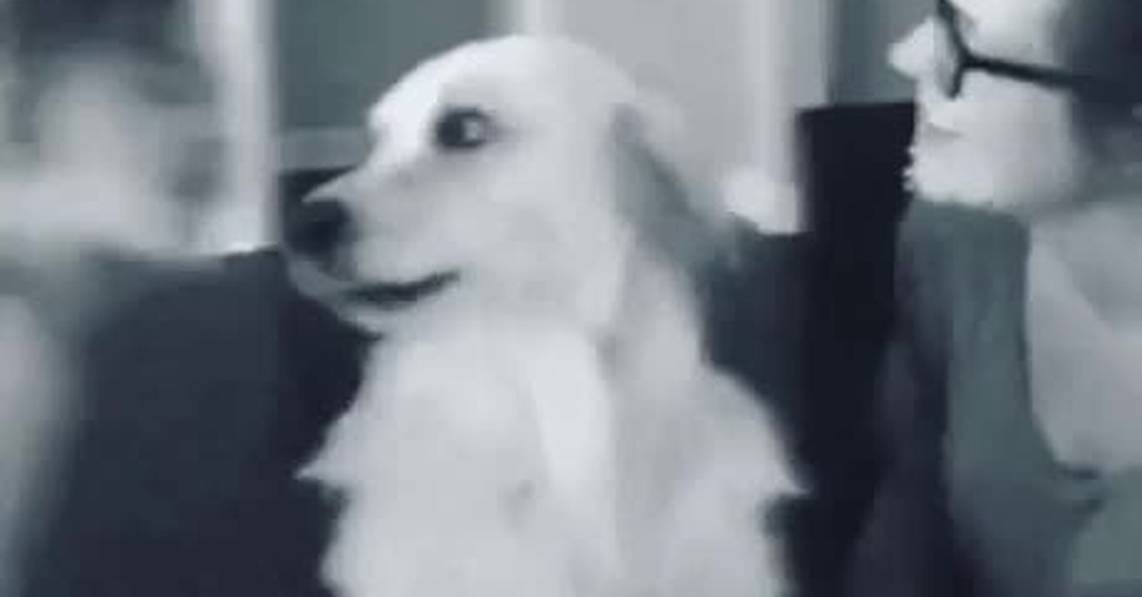 ¡Vaya GIF! / No hay duda de que es el perro más feliz del mundo