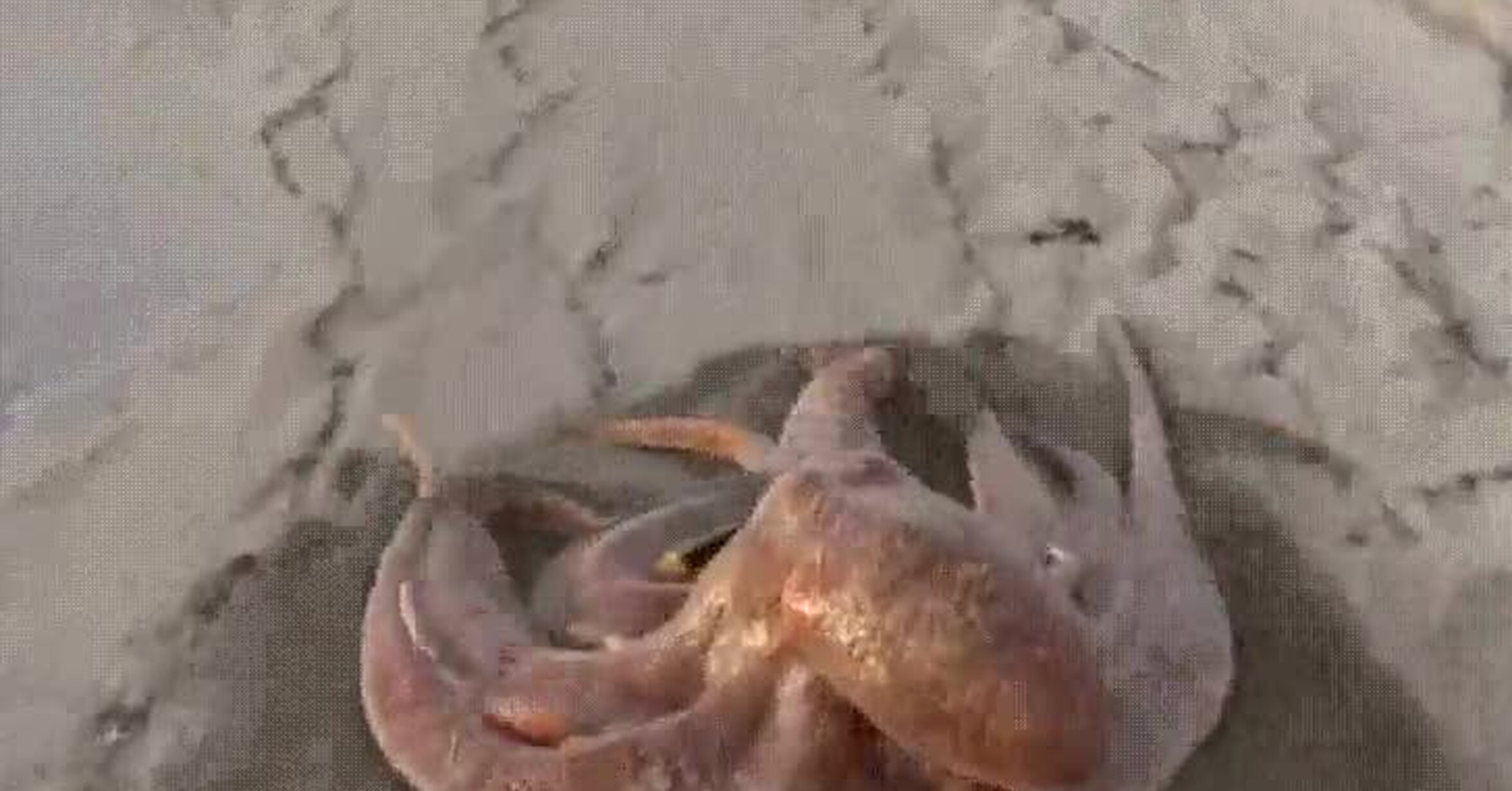 ¡Vaya GIF! / Creo que esta noche voy a tener pesadillas