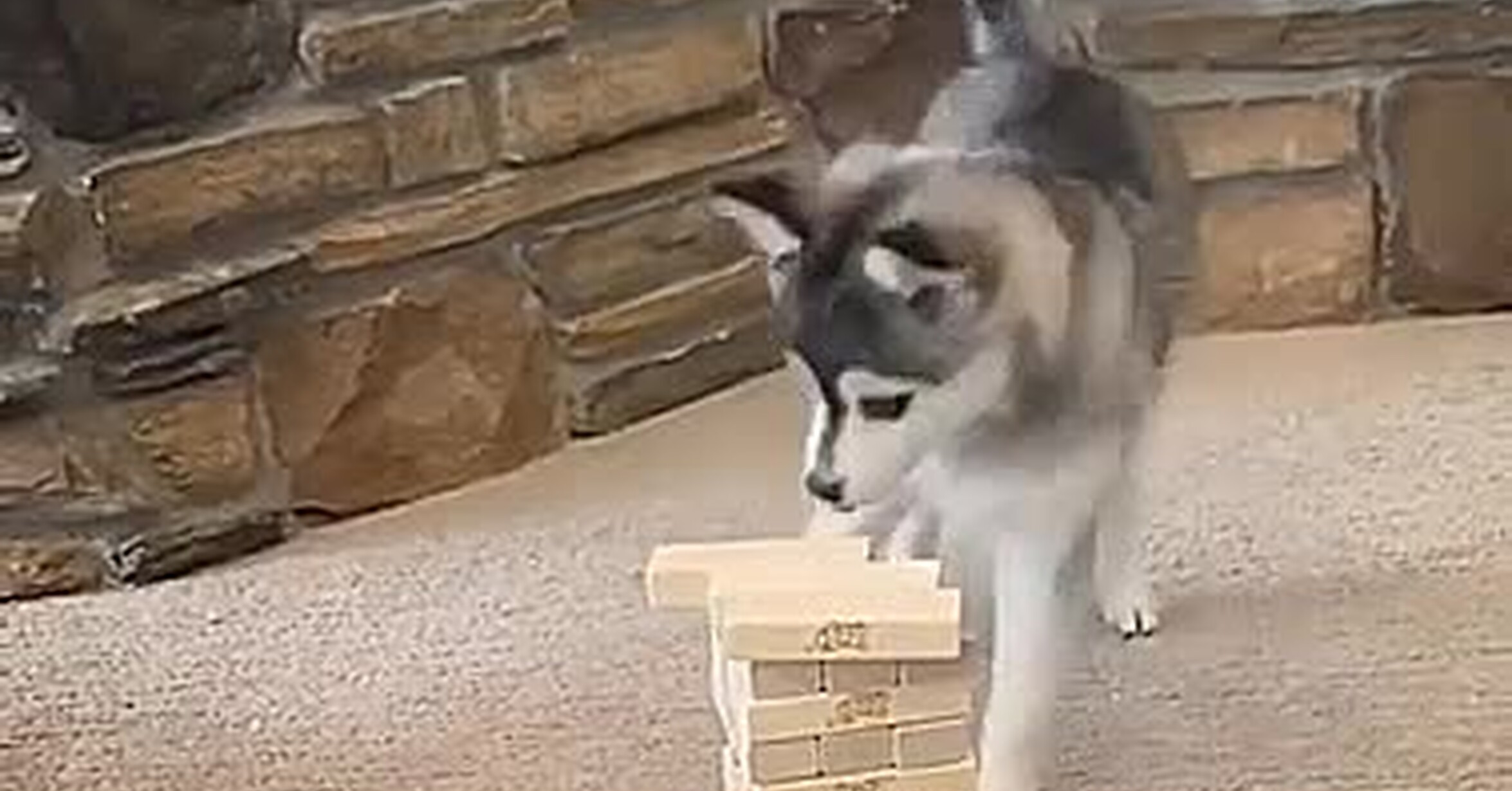 ¡Vaya GIF! / Un perro que ha aprendido a jugar a Jenga