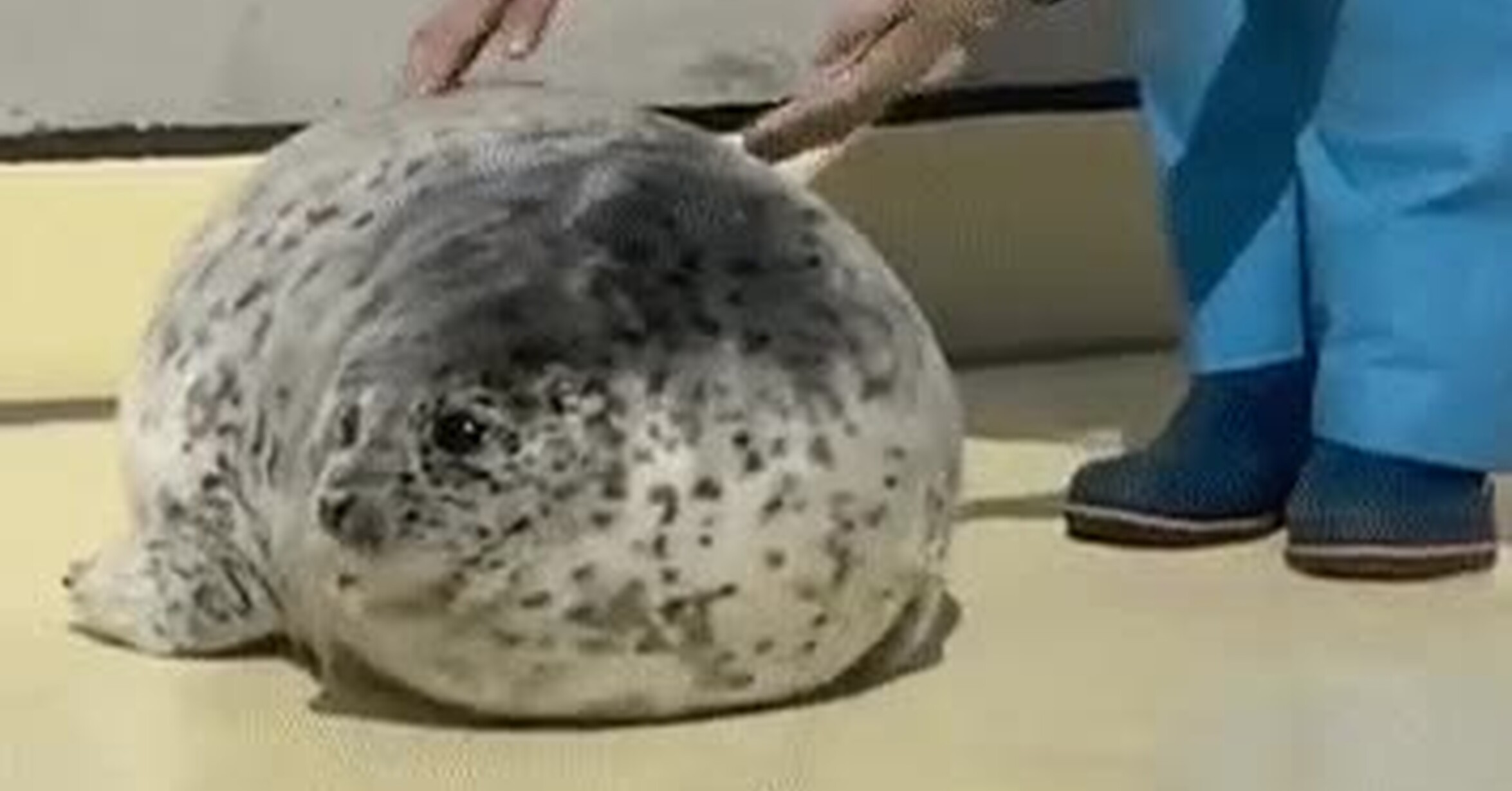 ¡Vaya GIF! / Yo haciendo la croqueta en la cama el domingo por la mañana