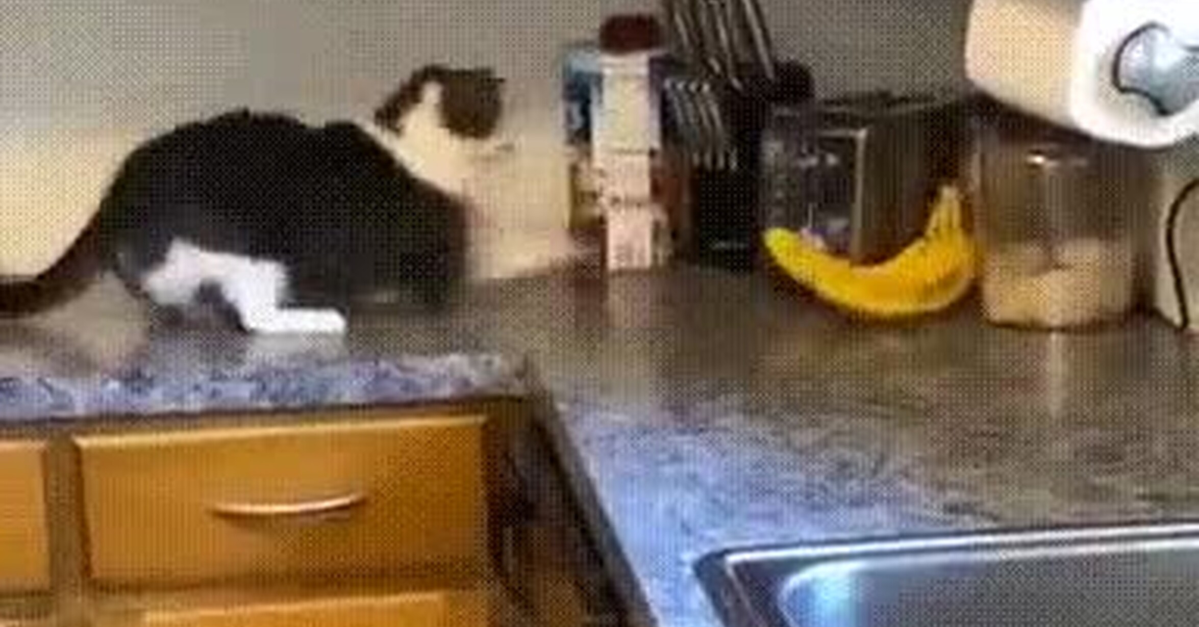 ¡Vaya GIF! / La eterna batalla entre gatos y bananas