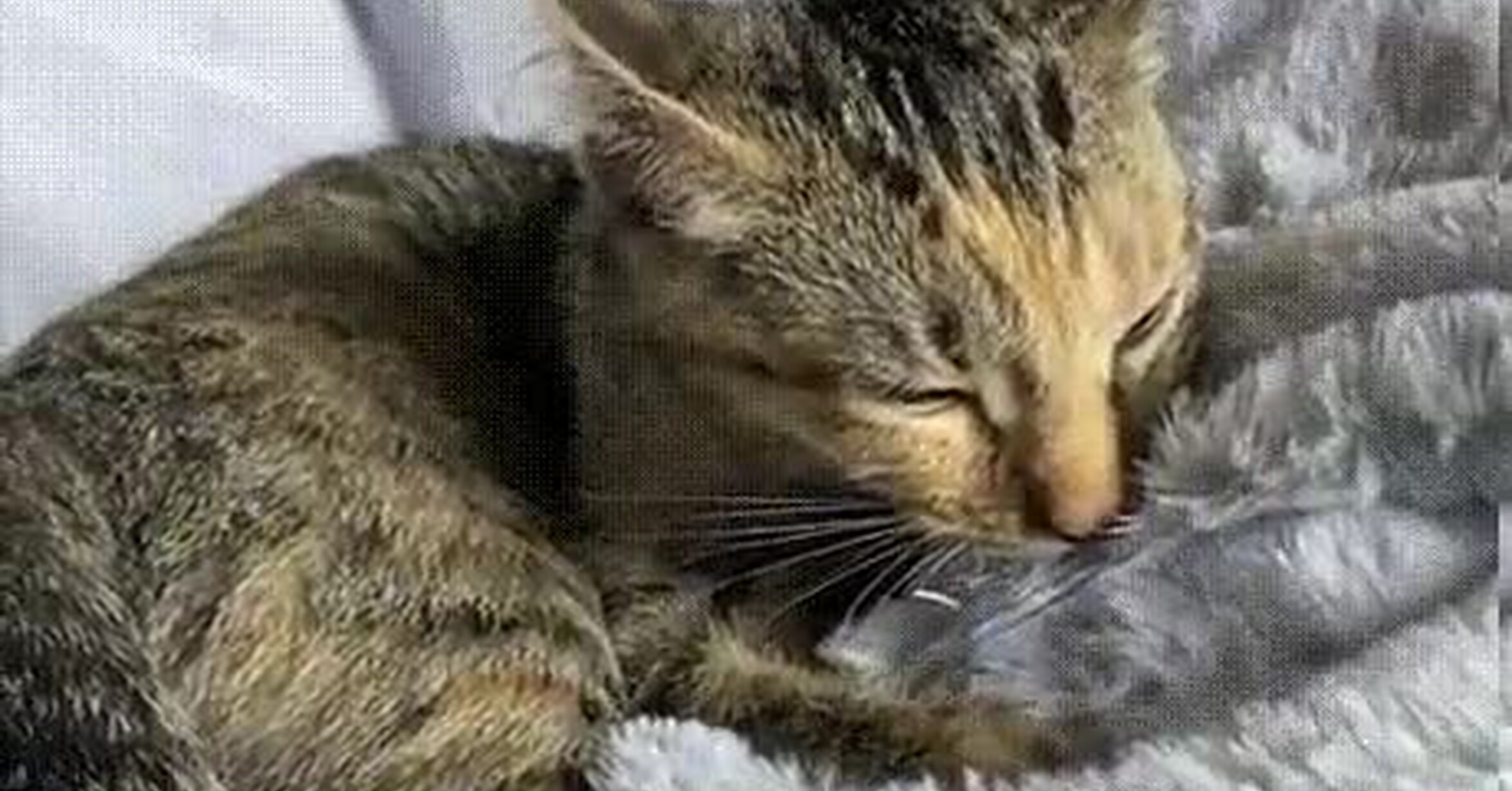 ¡Vaya GIF! / Es su manta favorita