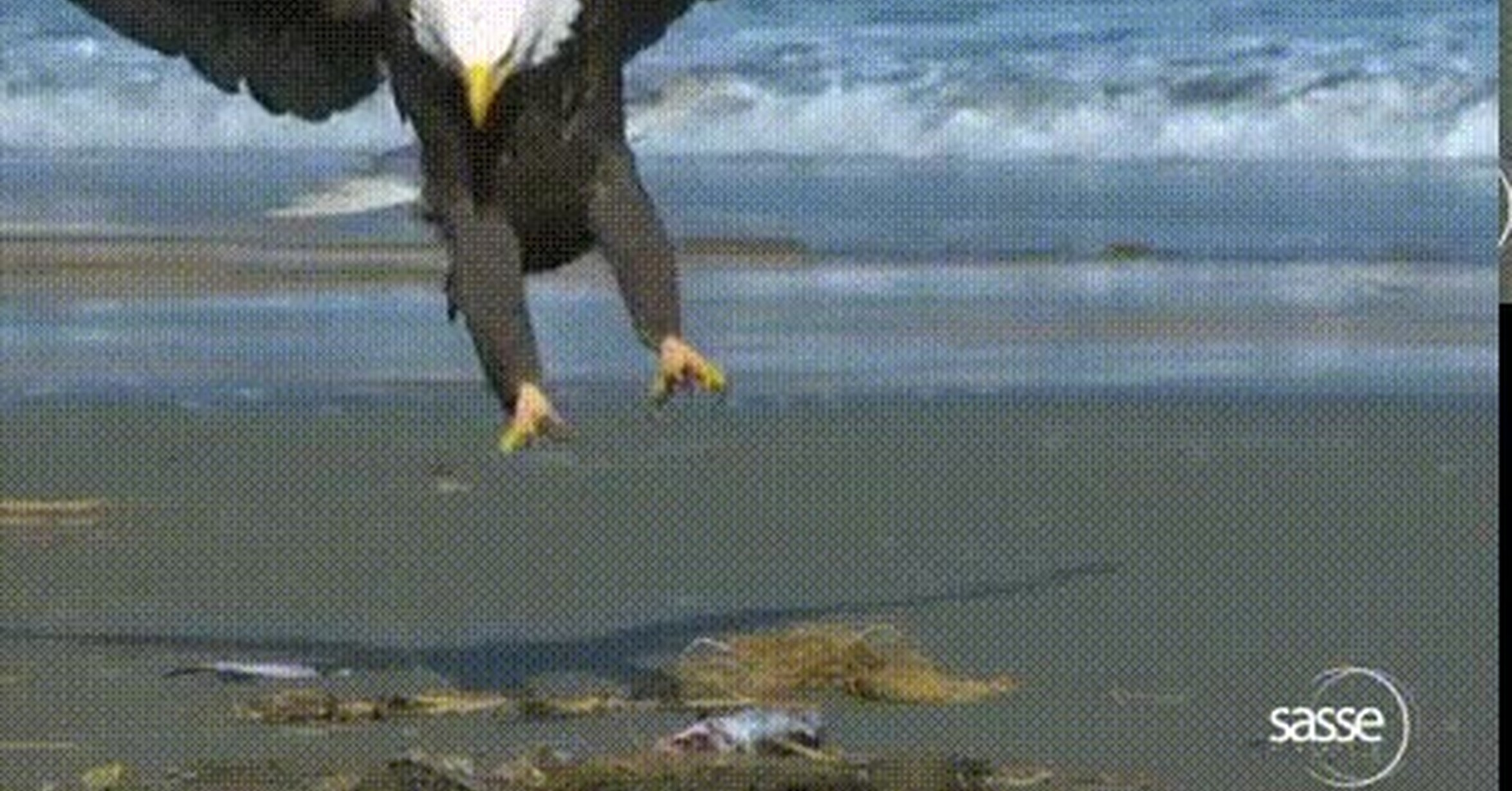 ¡Vaya GIF! / Un águila aterrizando a cámara lenta