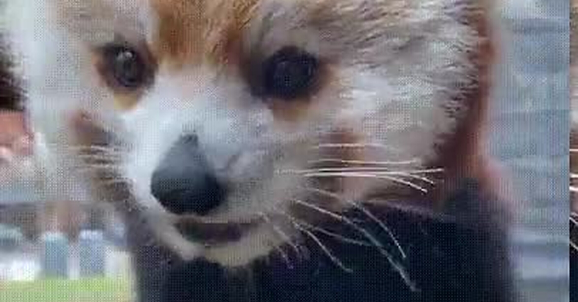 ¡Vaya GIF! / Un panda rojo adorable para alegrarte el día
