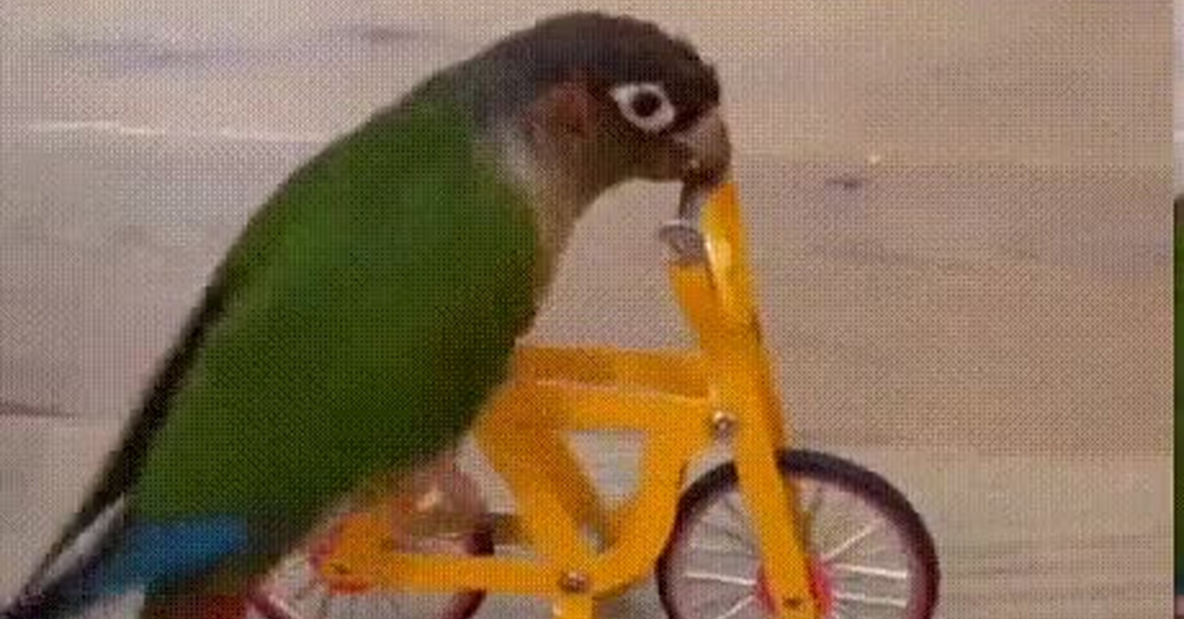 ¡Vaya GIF! / Se nota que solo quiere presumir un poco