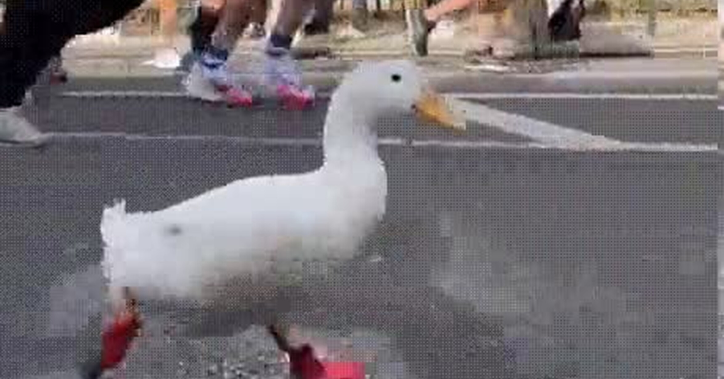 ¡Vaya GIF! / Un pato corriendo una maratón