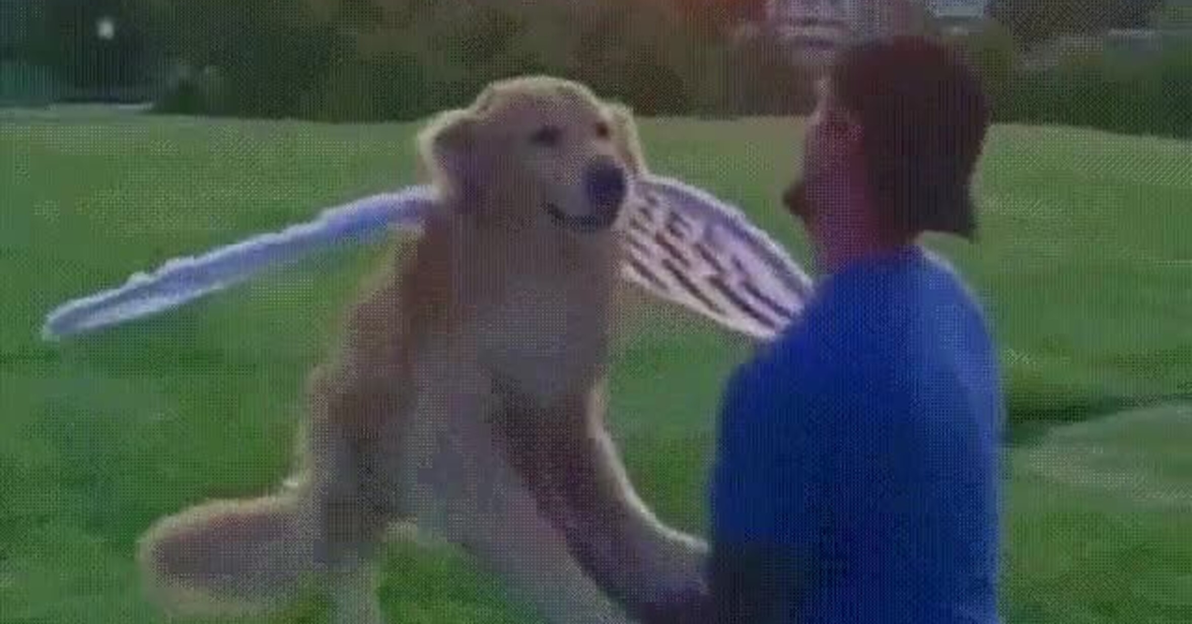 ¡Vaya GIF! / A este perro le encanta volar