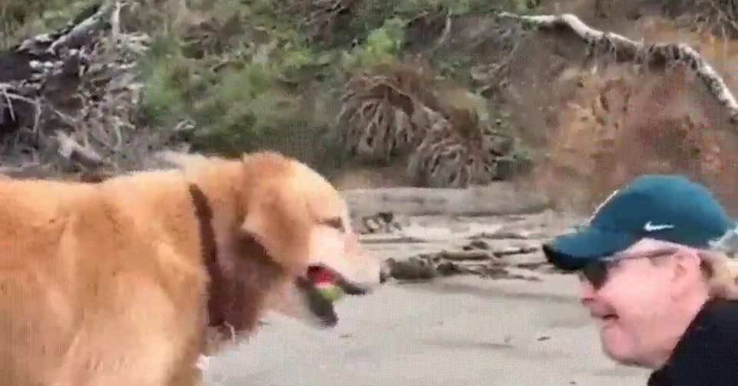 ¡Vaya GIF! / A este perro le encanta jugar a atrapar la pelota