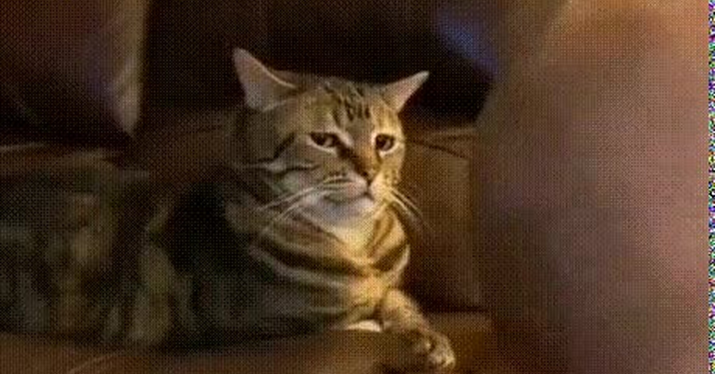 ¡Vaya GIF! / ¿Qué debe estar pensando el gato?