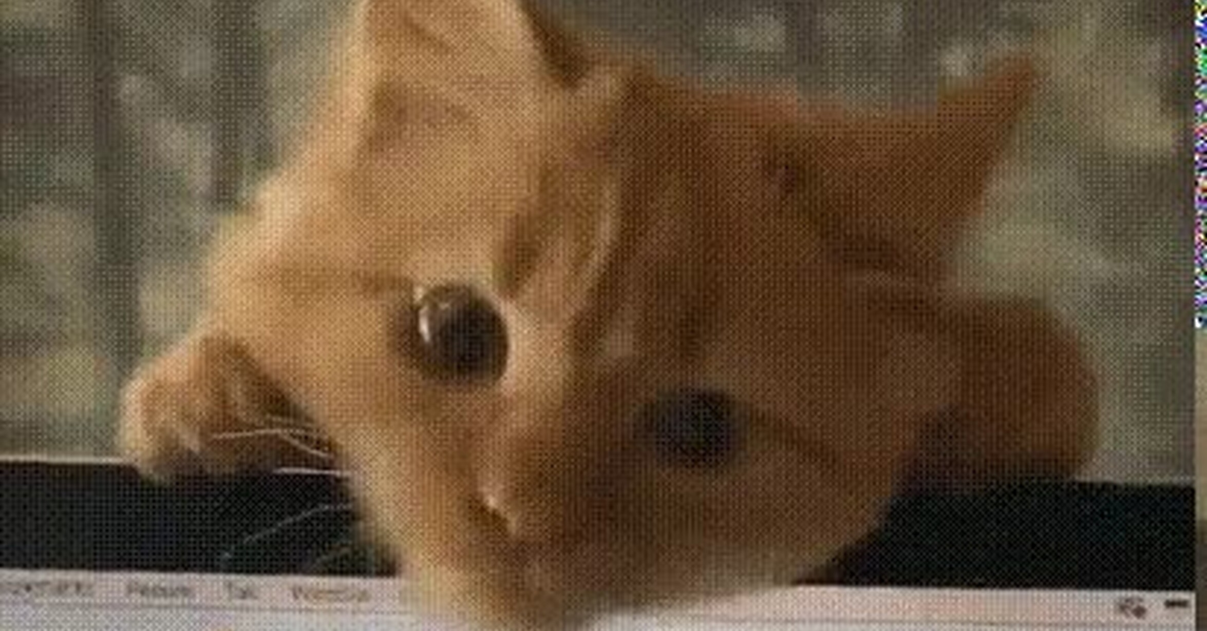 ¡Vaya GIF! / Creo que busca un poco de atención