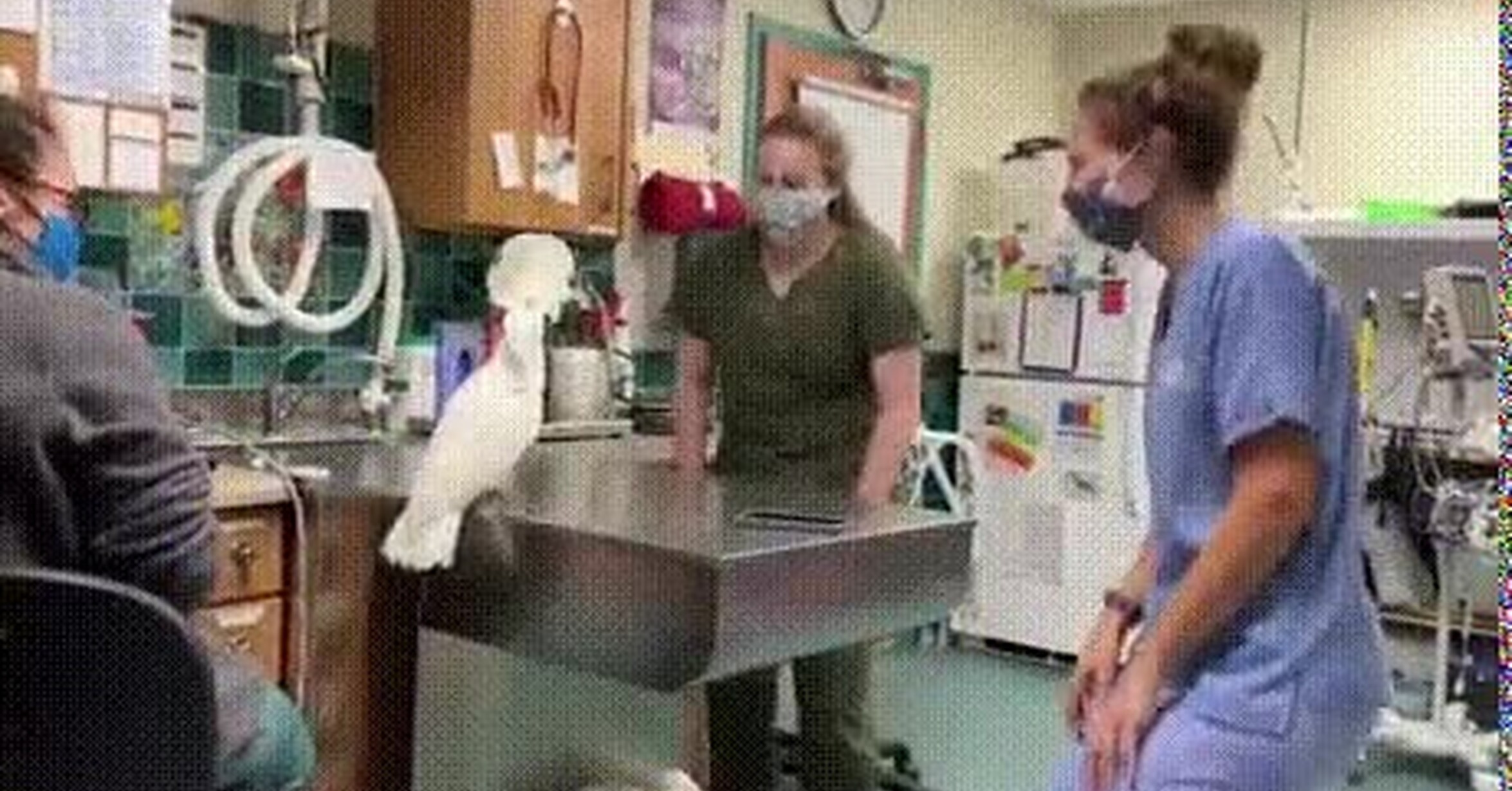 ¡Vaya GIF! / Bailando con los veterinarios