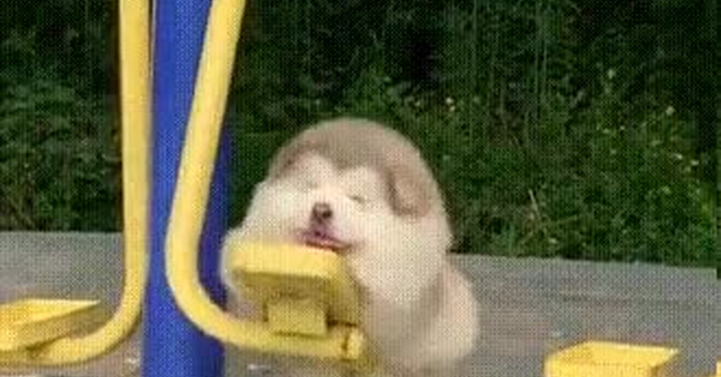 ¡Vaya GIF! / Este perrito me ha alegrado el día