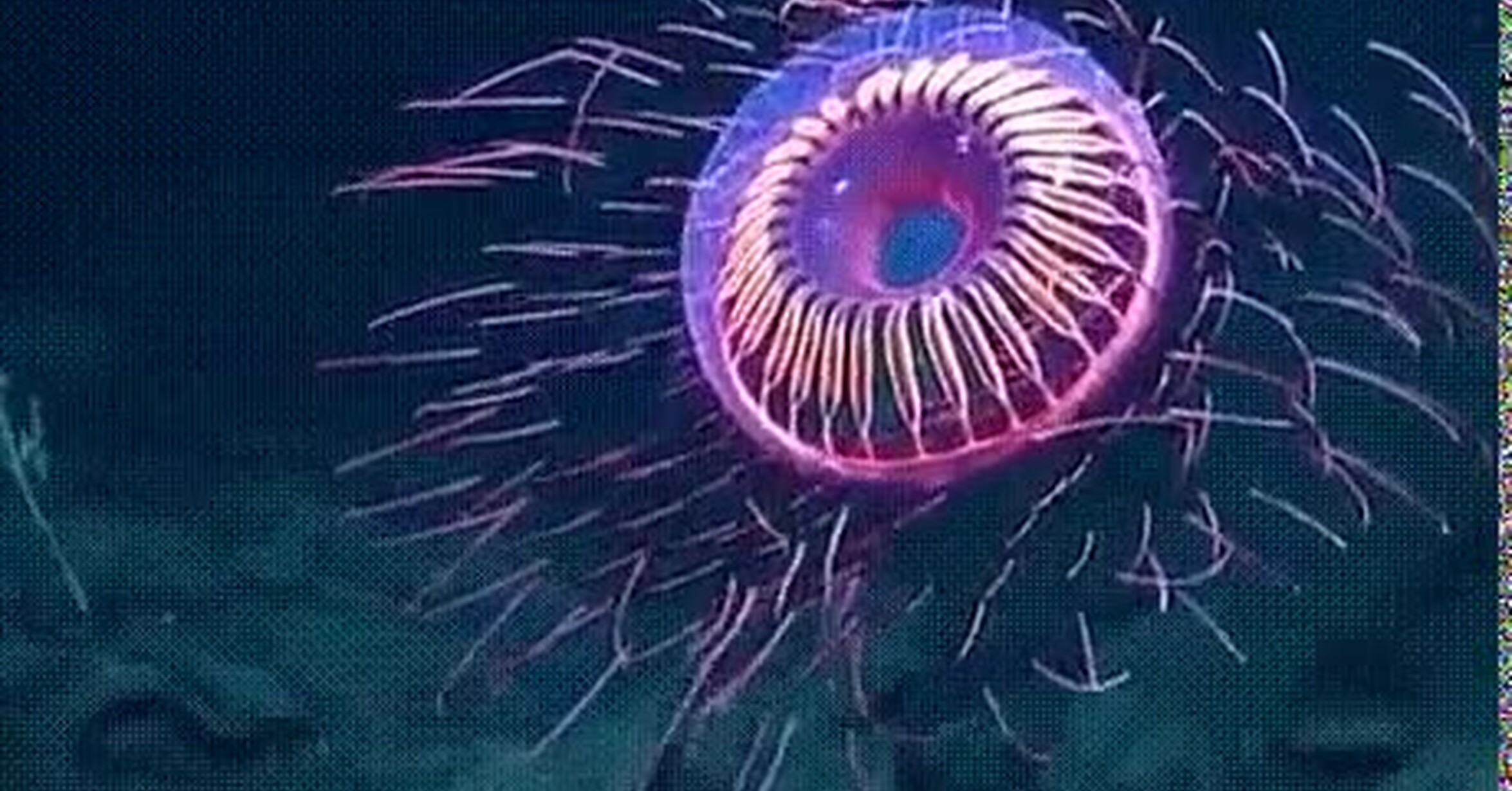 ¡Vaya GIF! / Una medusa brillante que parece salida de una peli de Ghibli