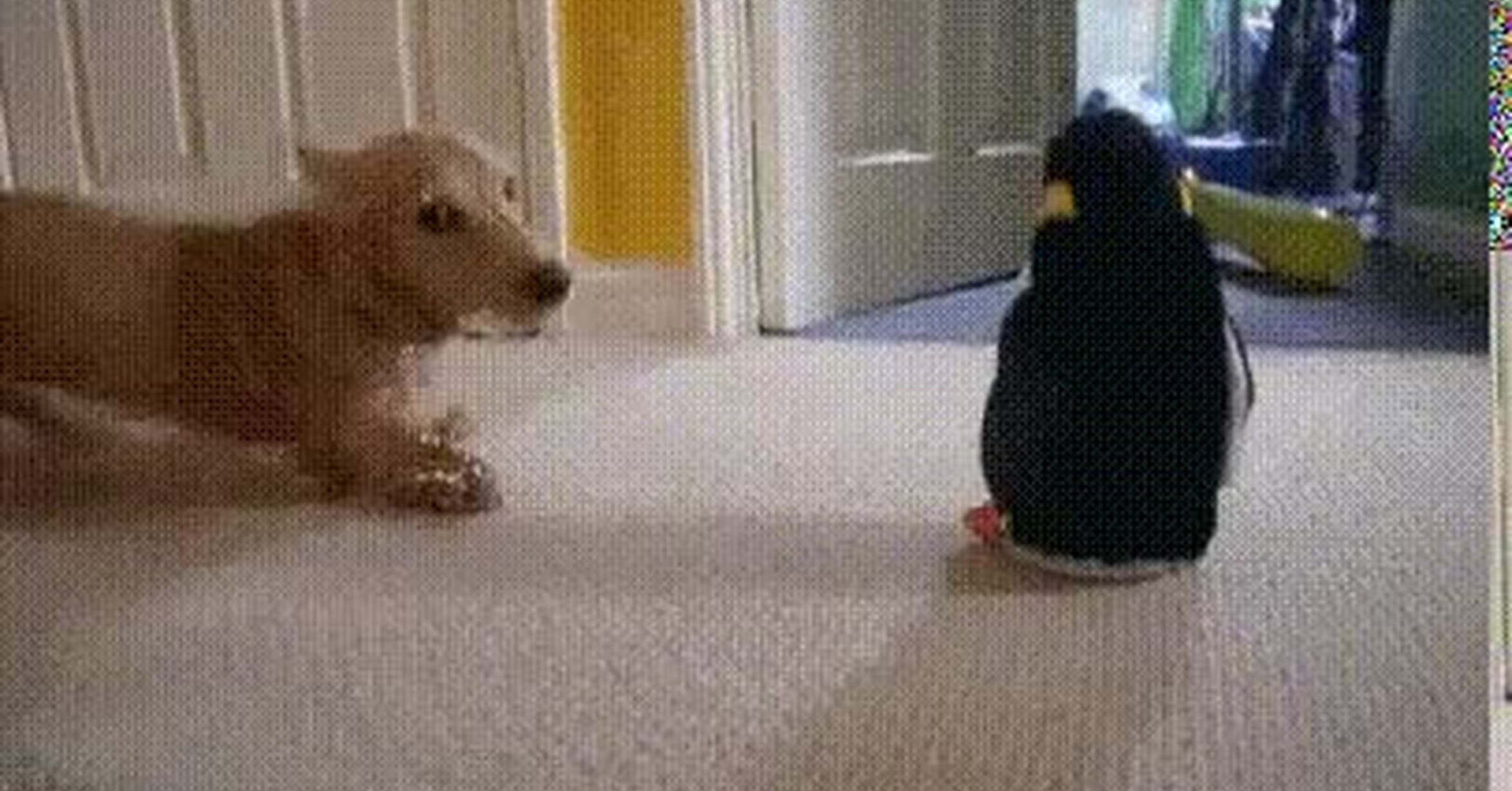 ¡Vaya GIF! / Un perro contento con su nuevo amigo en casa
