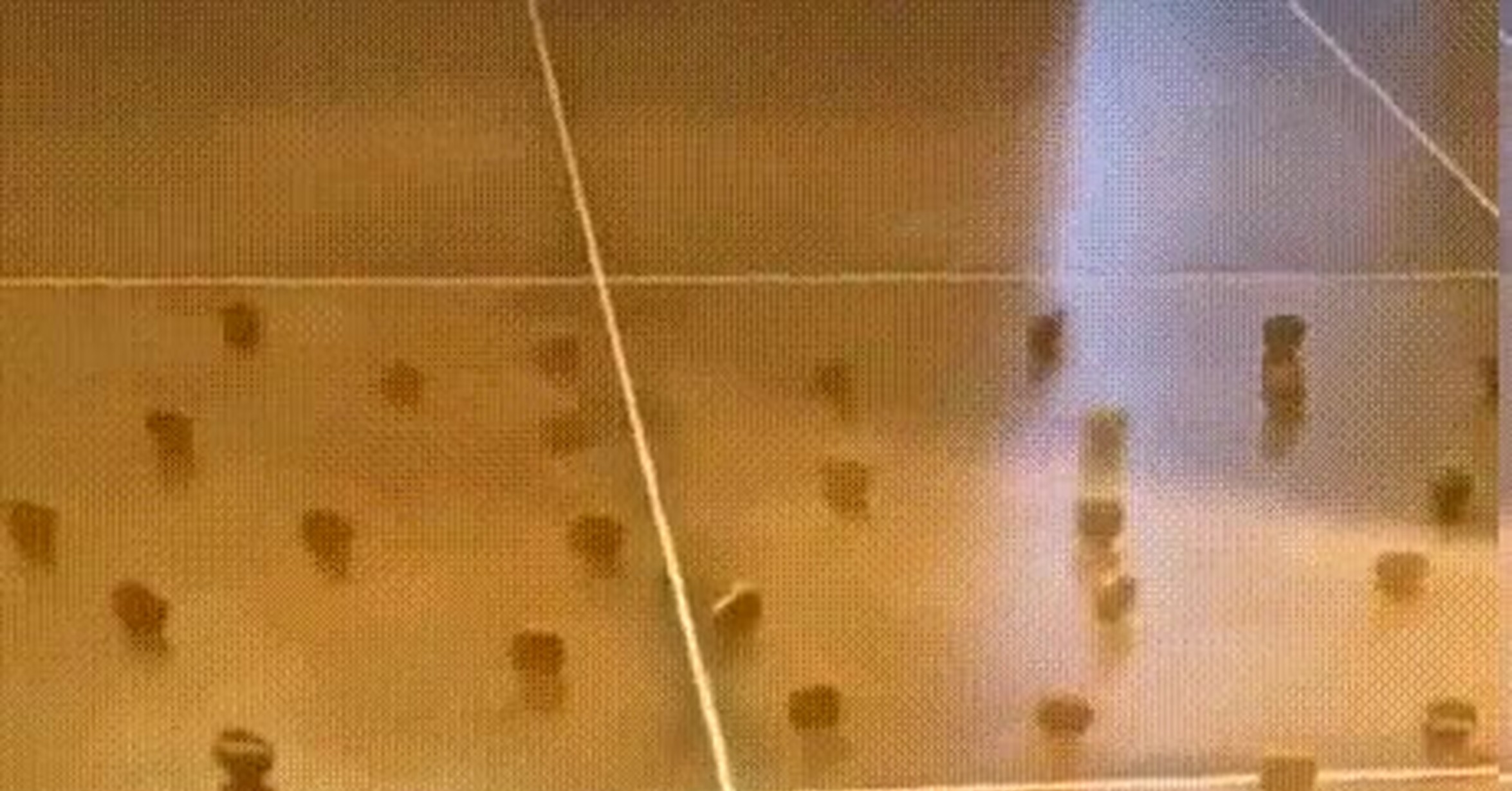 ¡Vaya GIF! / Los gatos son increíbles esquivando obstáculos