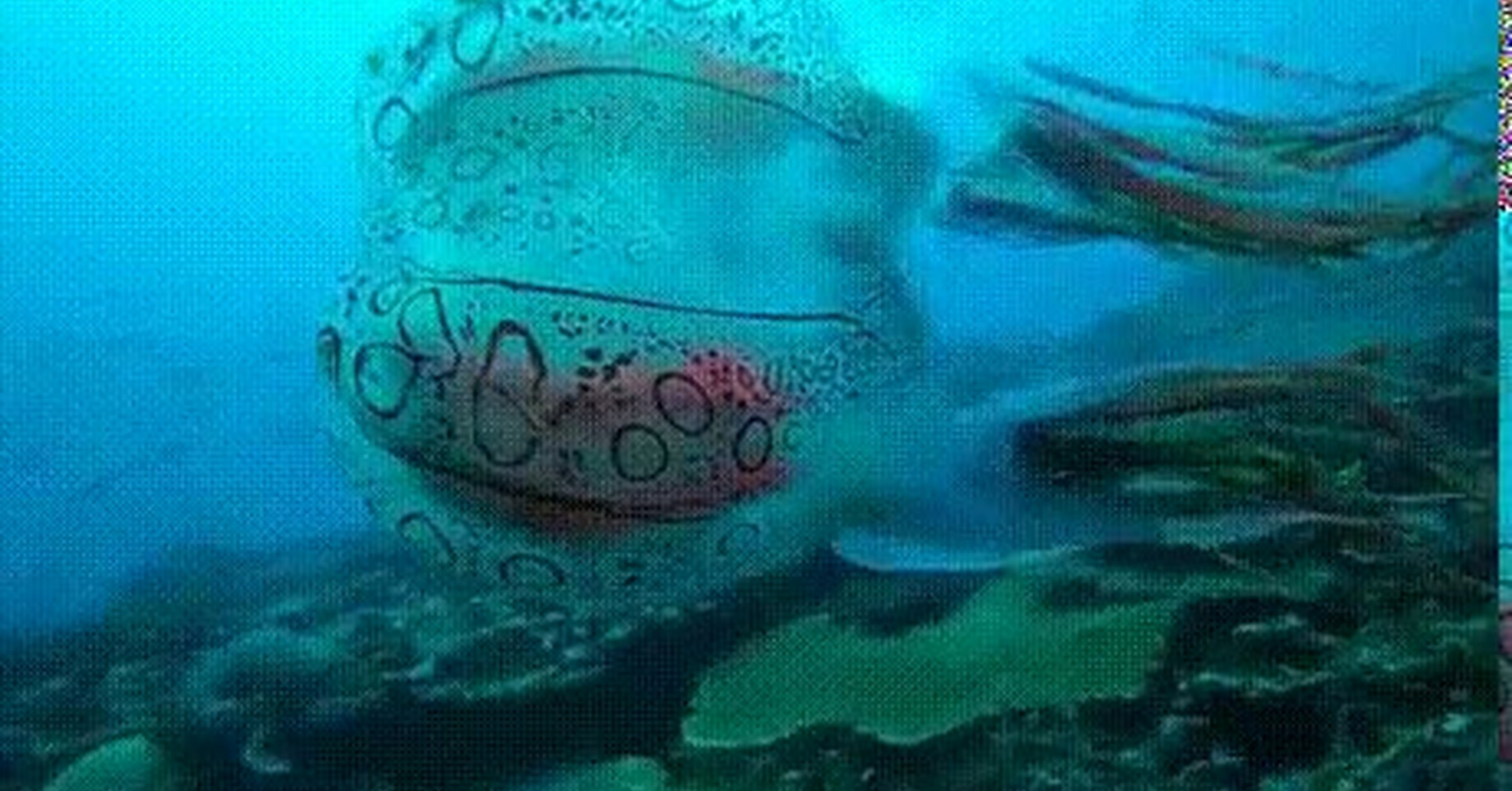 ¡Vaya GIF! / Uno de los animales más raros del mundo: Chirodectes ...