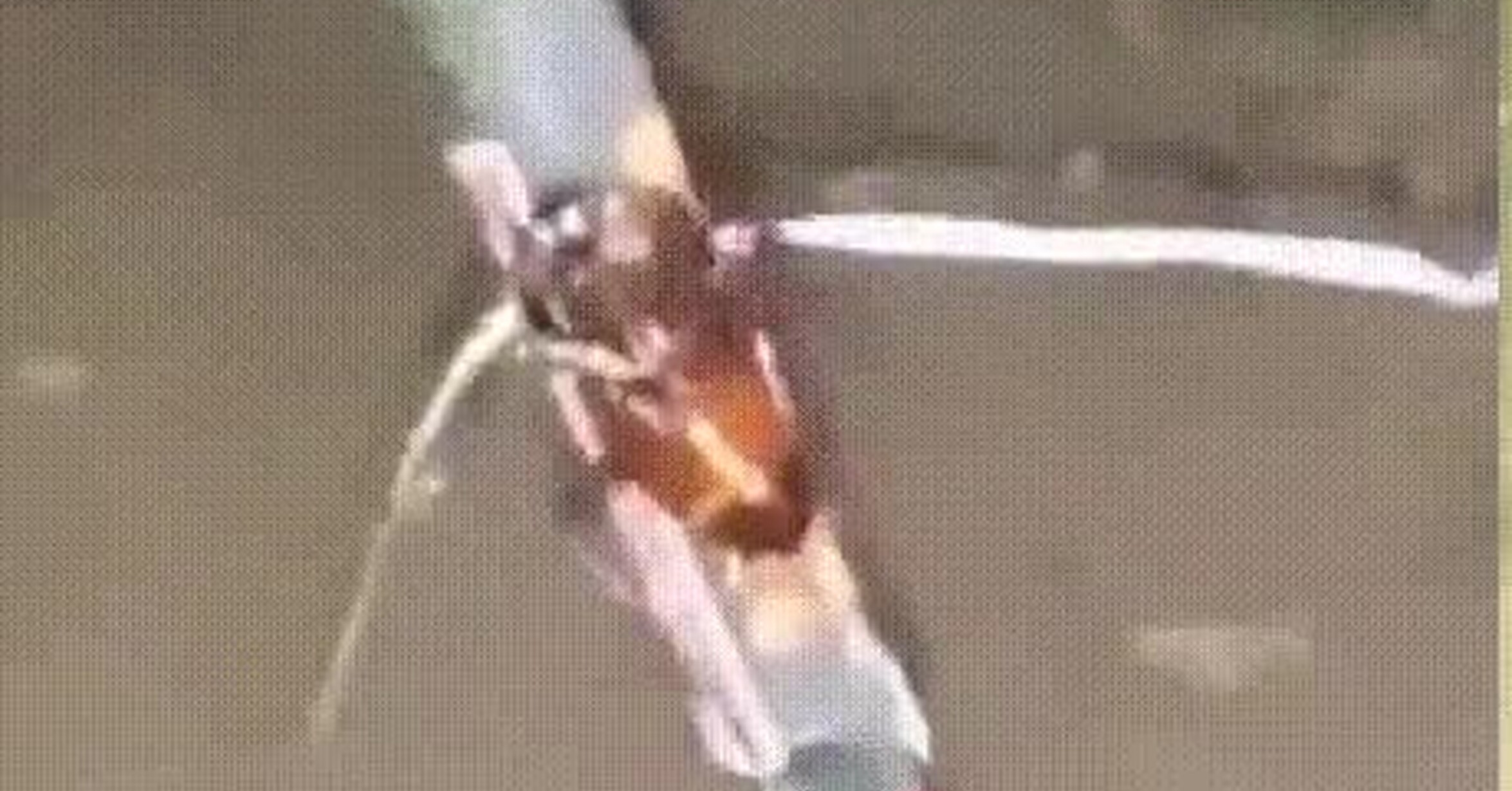 ¡Vaya GIF! / RIP Roger Roach... Nunca te olvidaremos